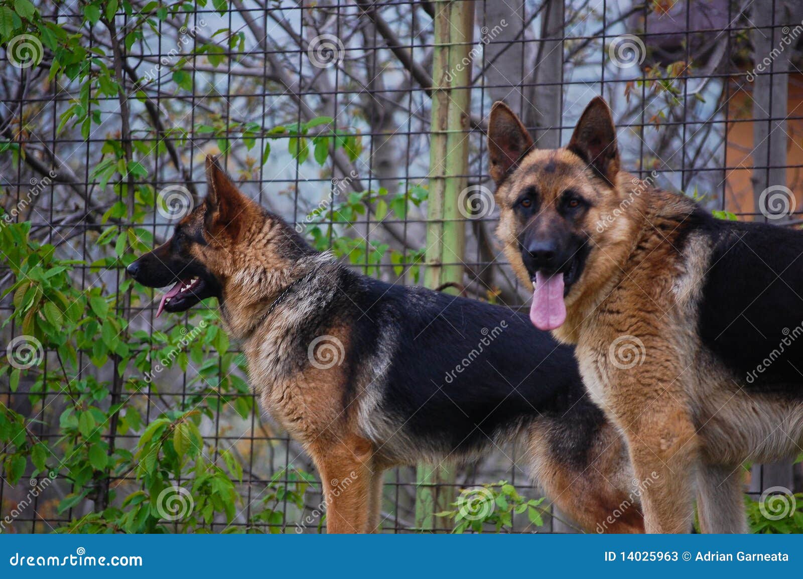 Portrait of Dog Germna Sheperd Stock Image - Image of portrait, green ...