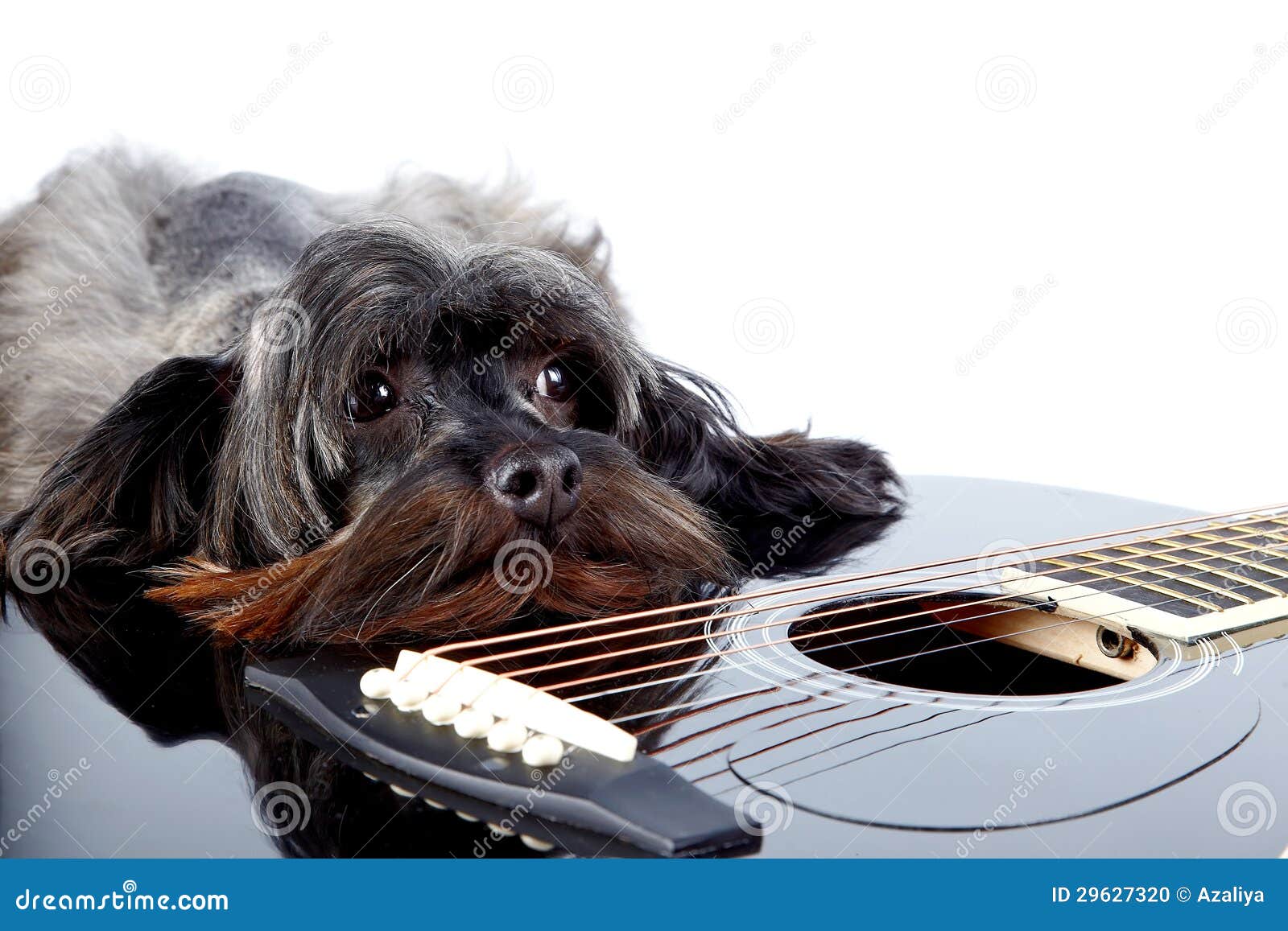Portrait of a Dog with a Guitar Stock Photo - Image of melody, doggy ...