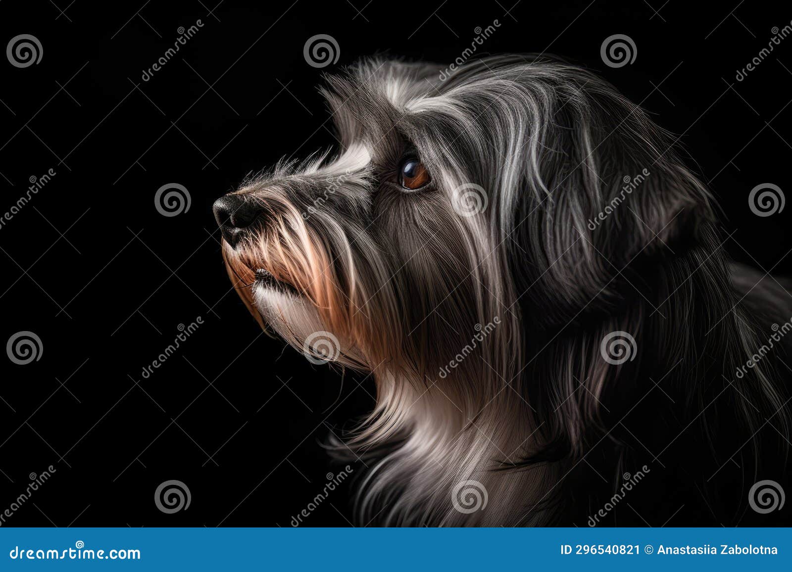 Portrait of Dog Havanese in Profile on Black Matte Background ...