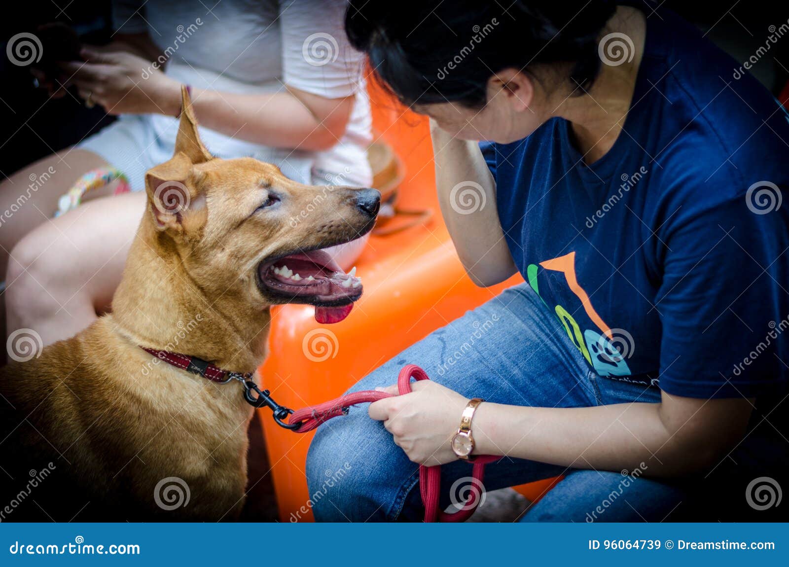 Portrait of a Dog, Interacting with Human Editorial Stock Image - Image ...