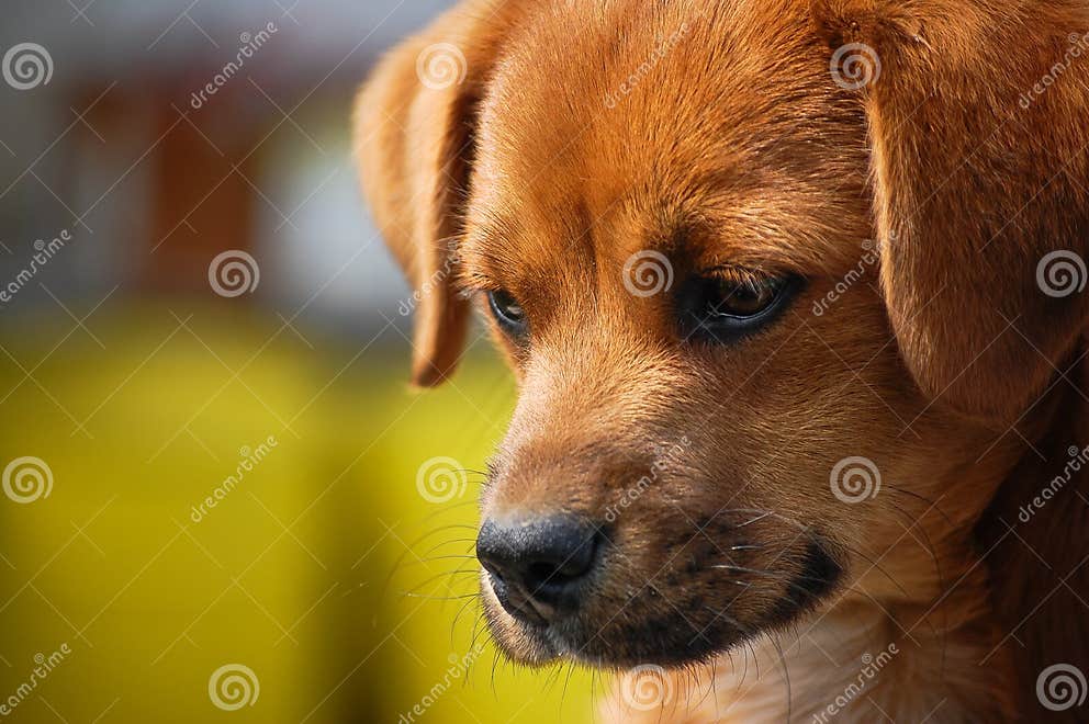 Portrait Dog looking down stock photo. Image of ears - 13814734