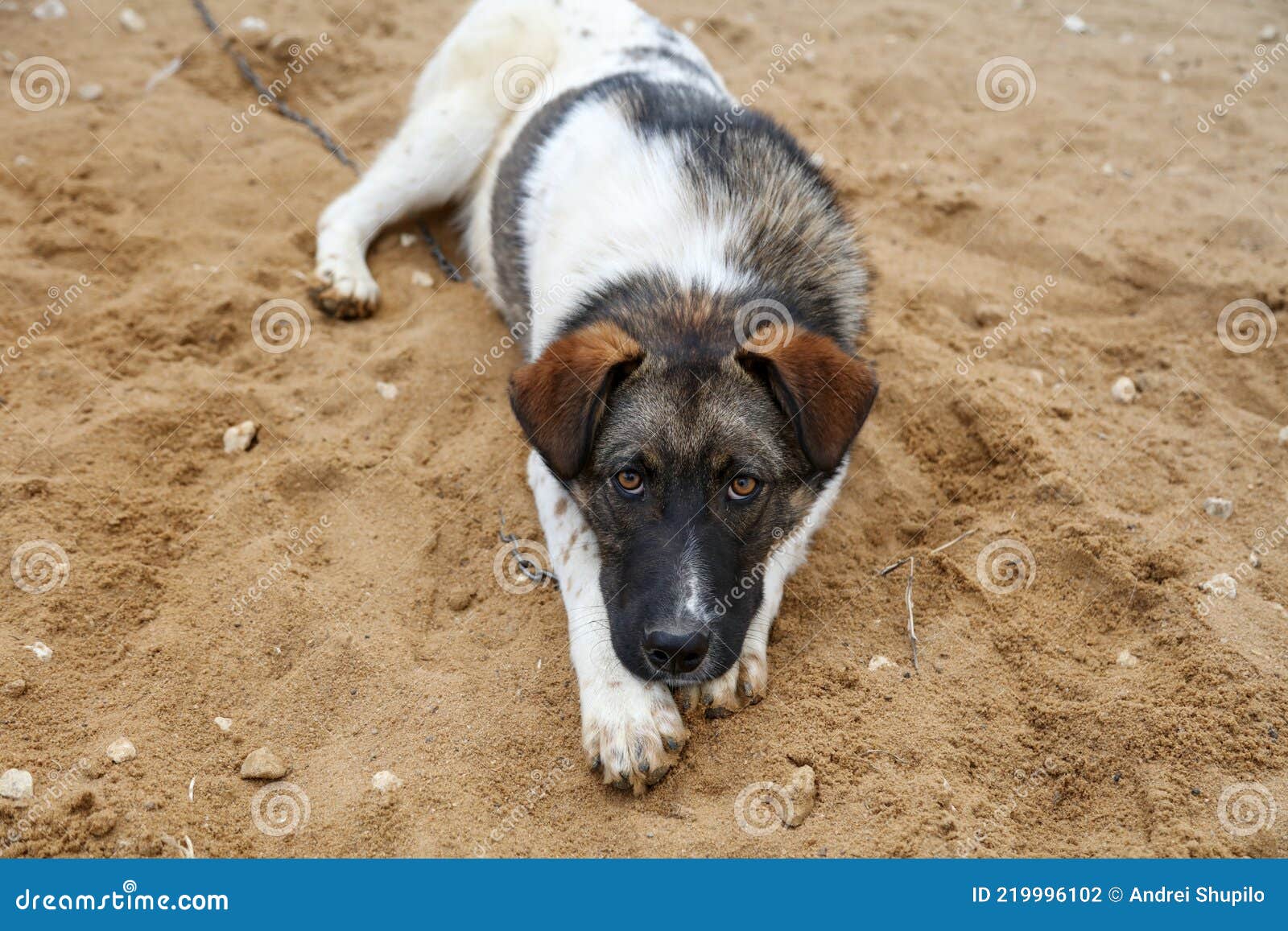 Portrait of a Dog Lying on the Ground. Stock Photo - Image of cute ...