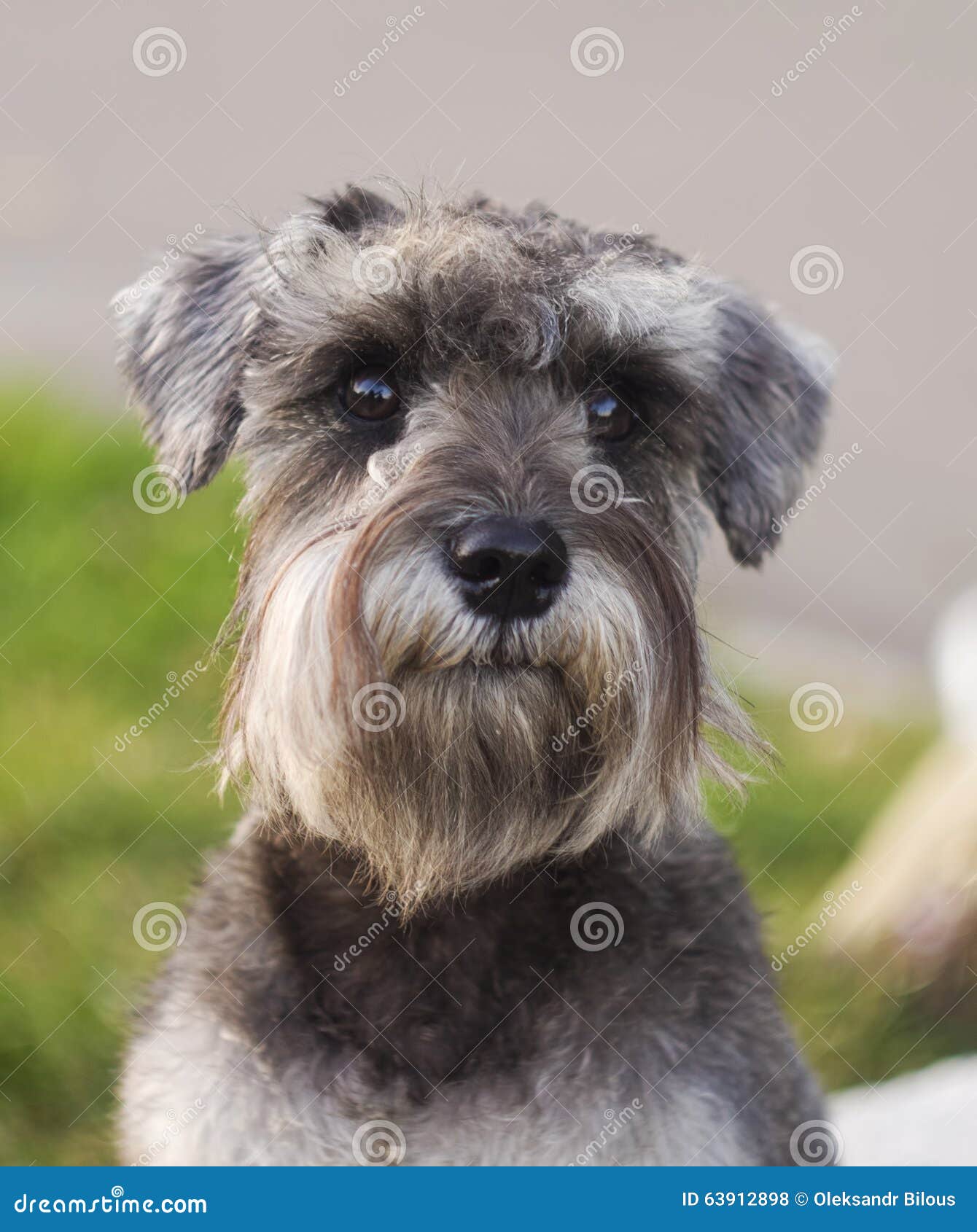 Portrait of a dog stock photo. Image of portrait, pets - 63912898
