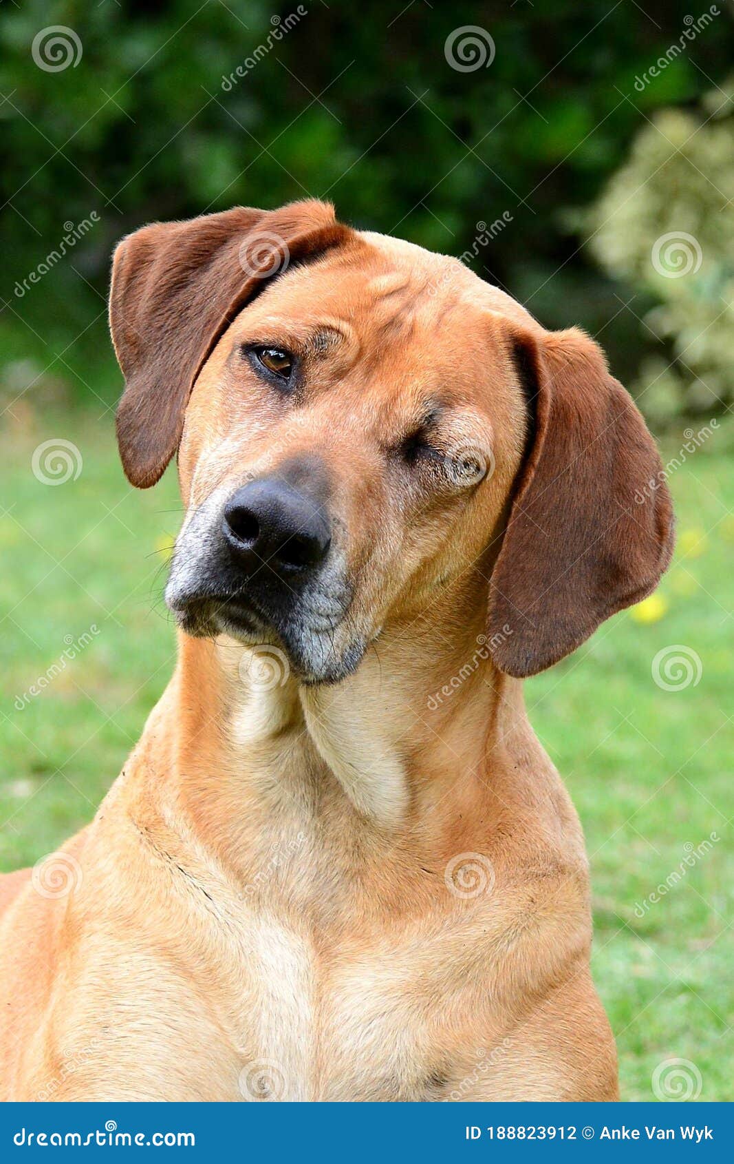 Portrait of a Dog with One Eye Open Stock Photo - Image of doggy, gazes ...