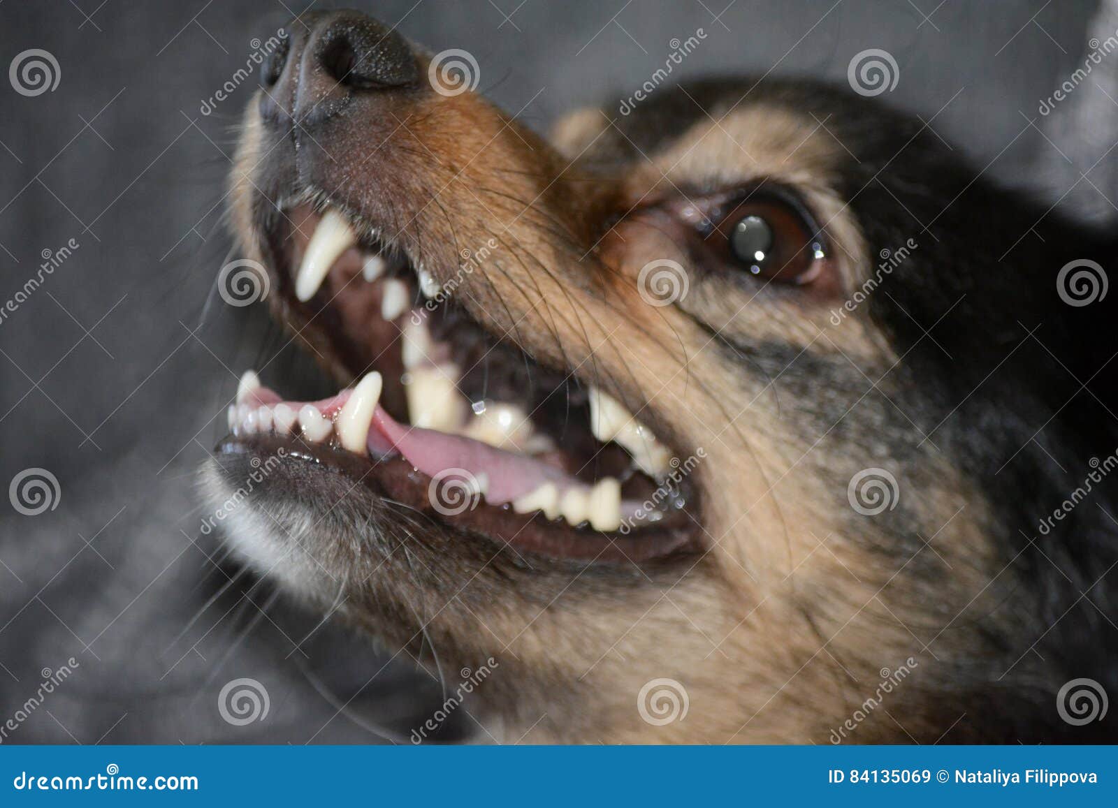 Portrait of dog stock image. Image of fang, look, head - 84135069