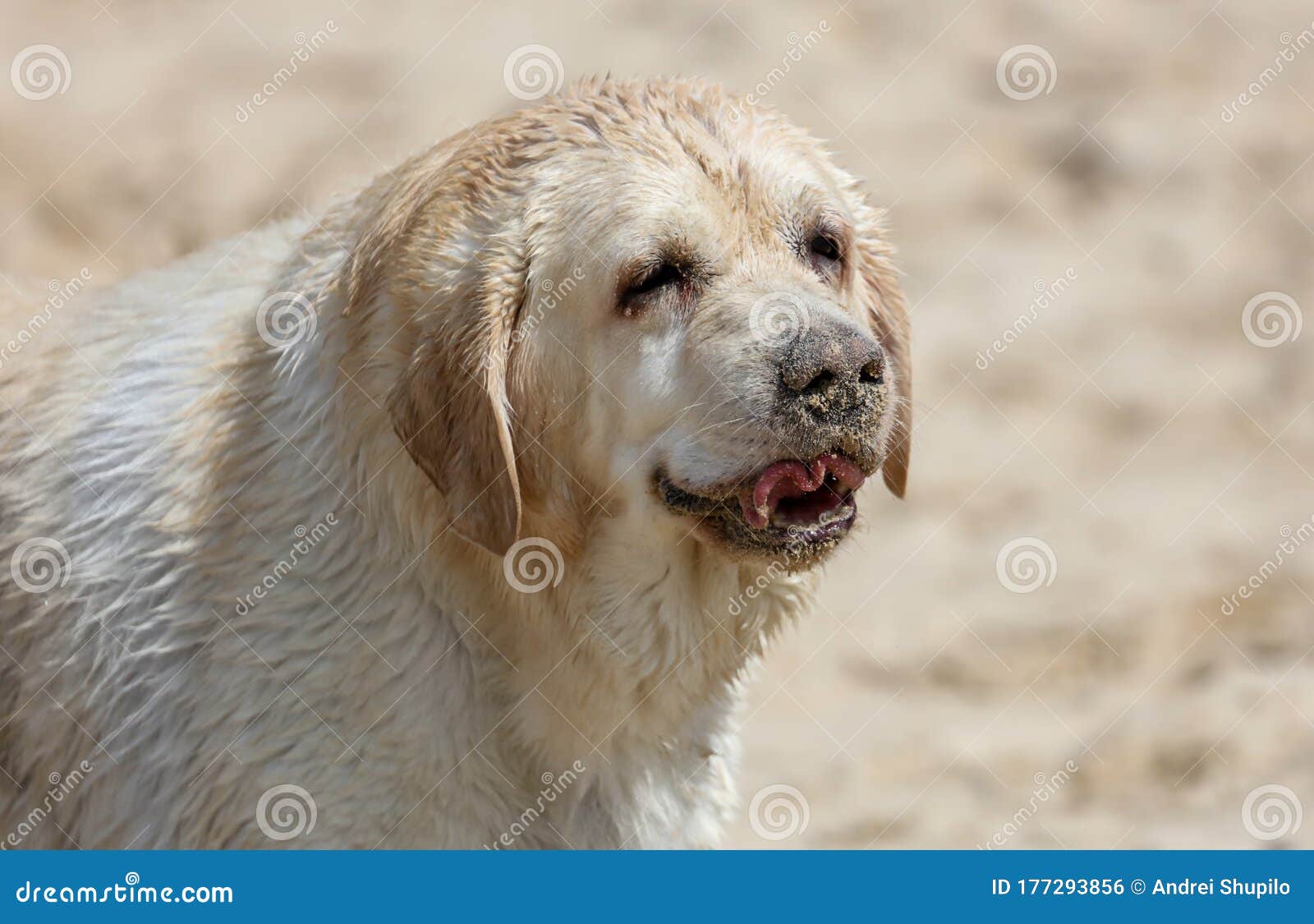 Portrait of a Dog in the Sand Stock Photo - Image of puppy, purebred ...