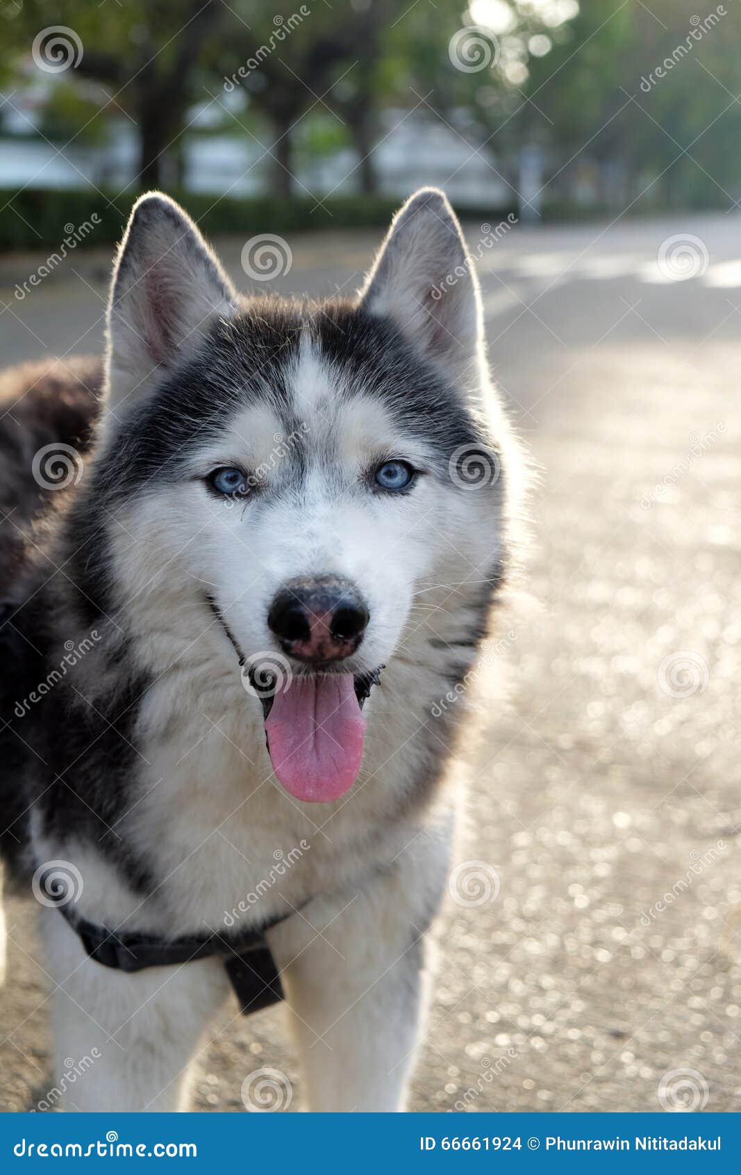Portrait of a Dog, Siberian Husky Face Stock Photo - Image of pedigree ...