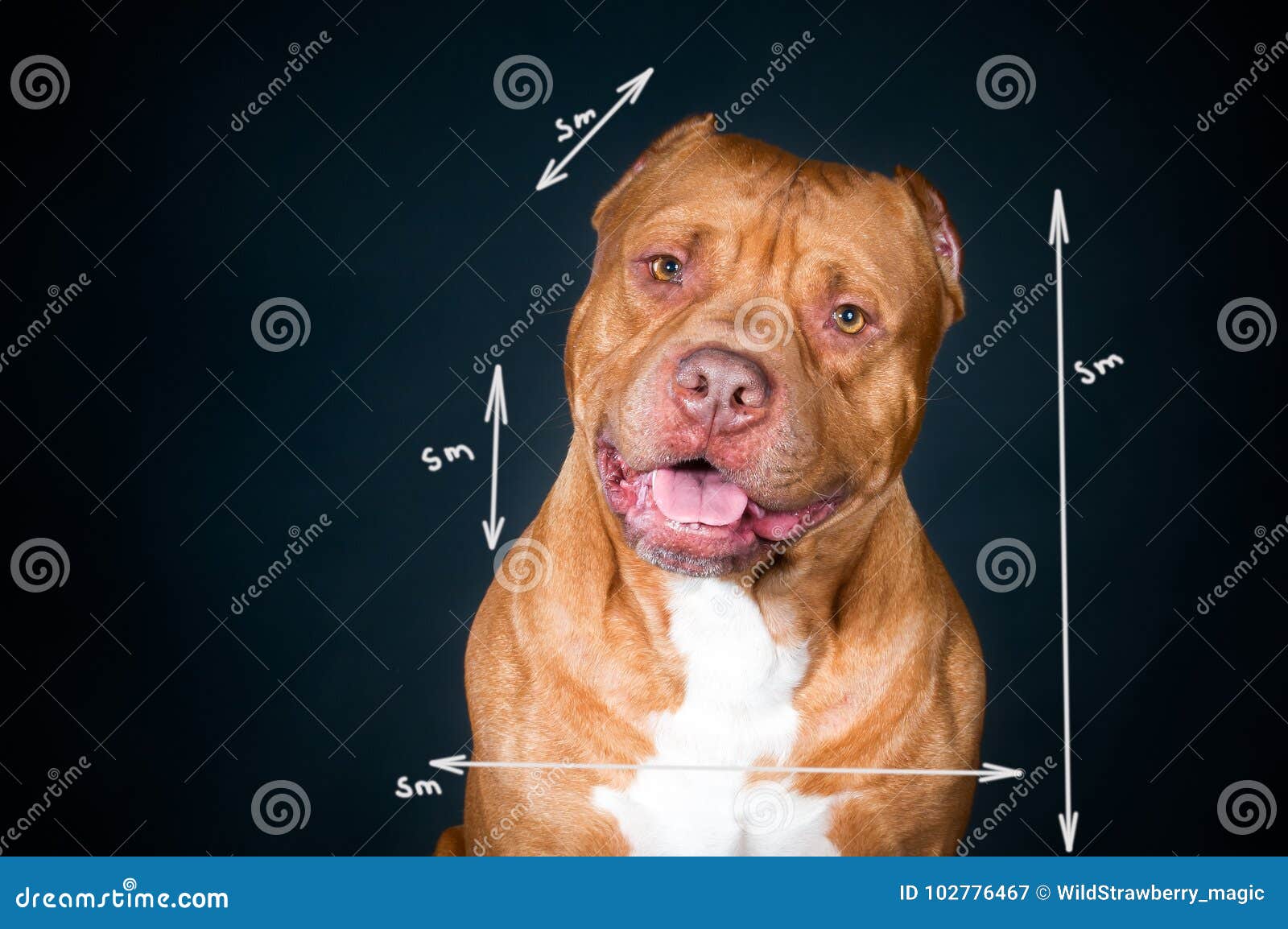 Portrait of a Dog Studio , Pitbull. Stock Image - Image of forgetful ...