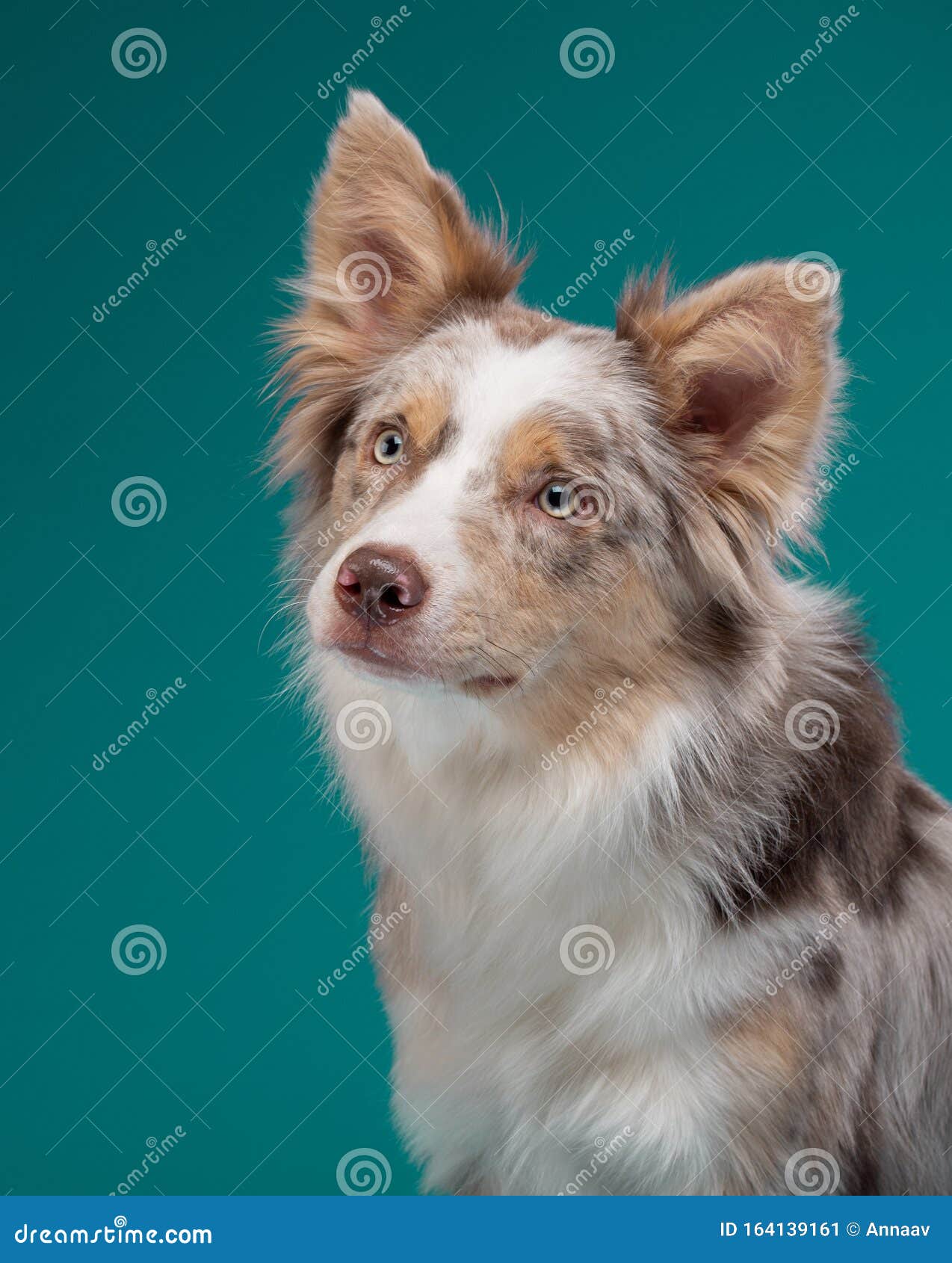 Portrait of a Dog on a Turquoise Background in the Studio. Marble ...