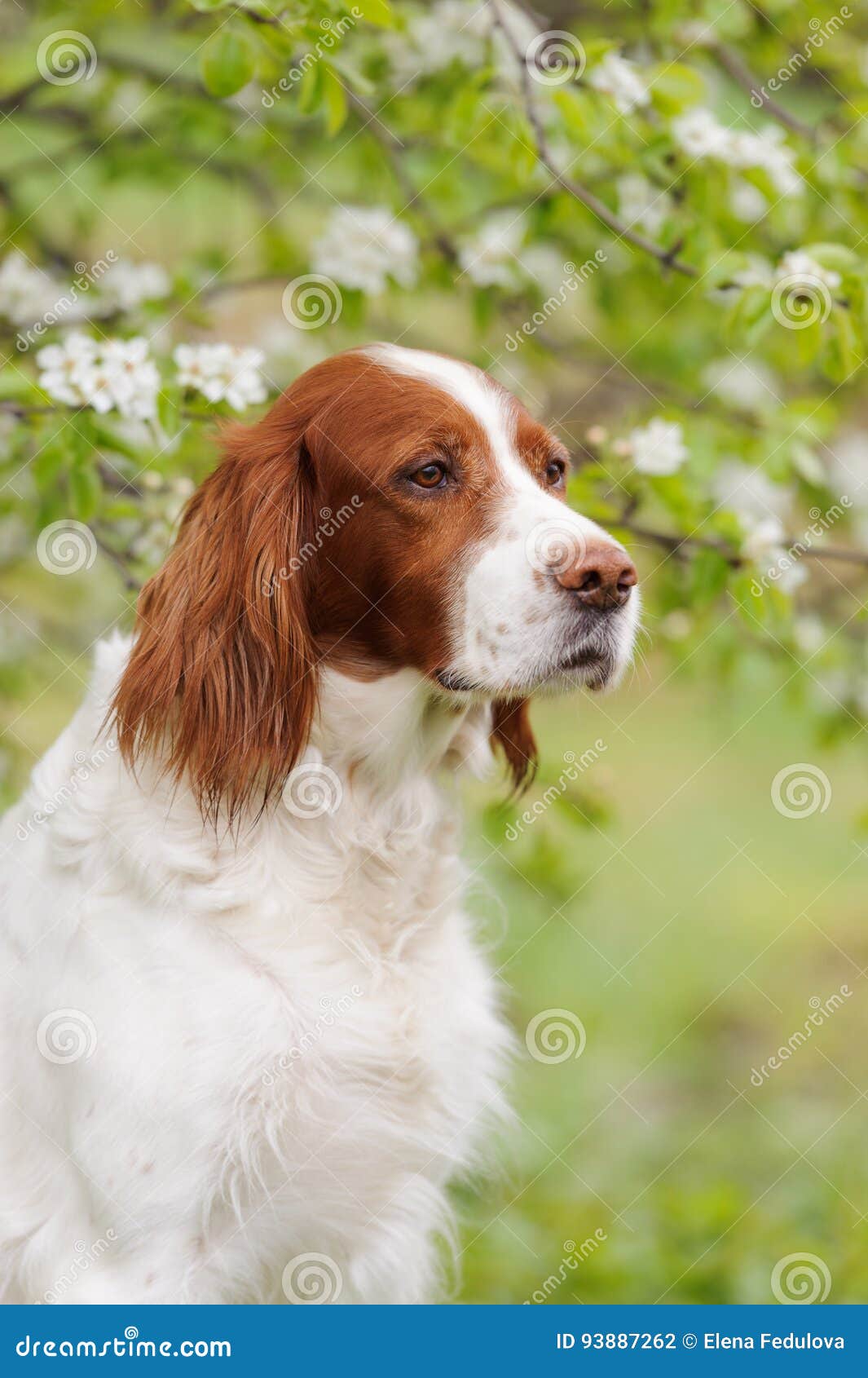 Portrait dog, vertical stock photo. Image of outdoors - 93887262