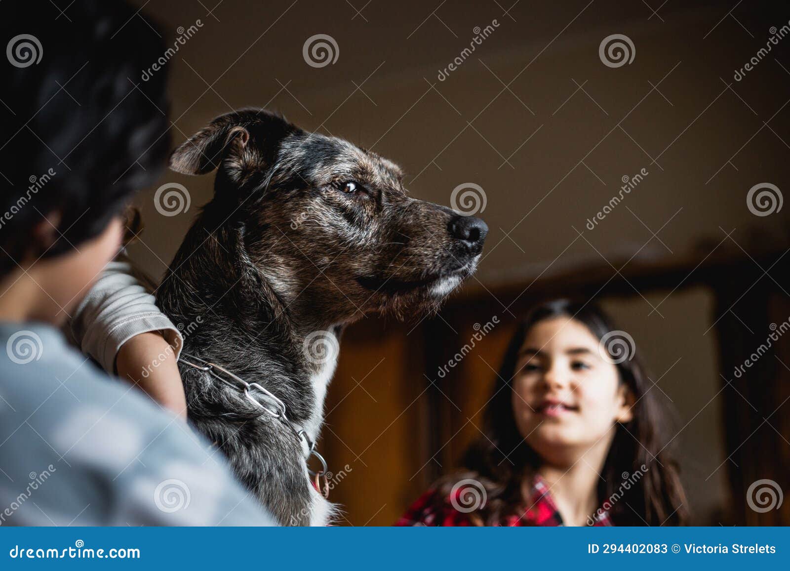 Portrait of a Dog Watching Camera and Two Girls Stock Image - Image of ...