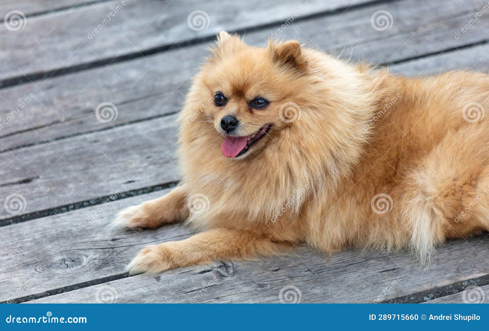 Portrait of a Dog on a Wooden Bridge Stock Photo - Image of look ...