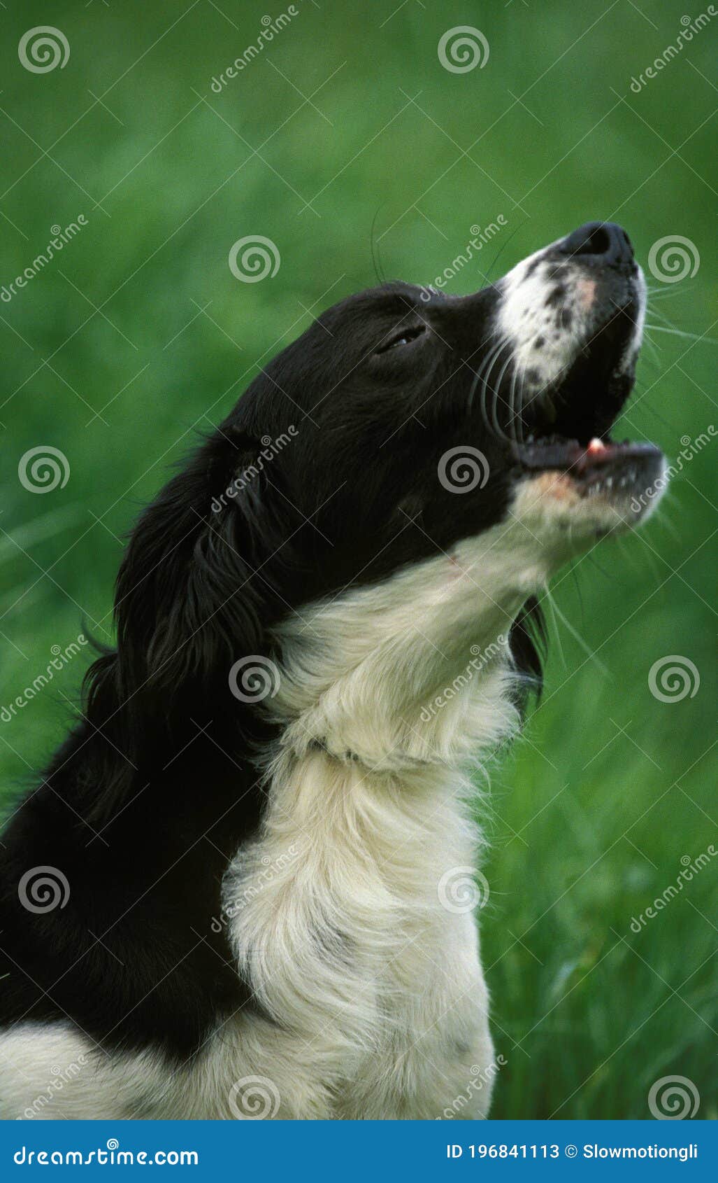 Portrait of Dog Yapping stock image. Image of barking - 196841113