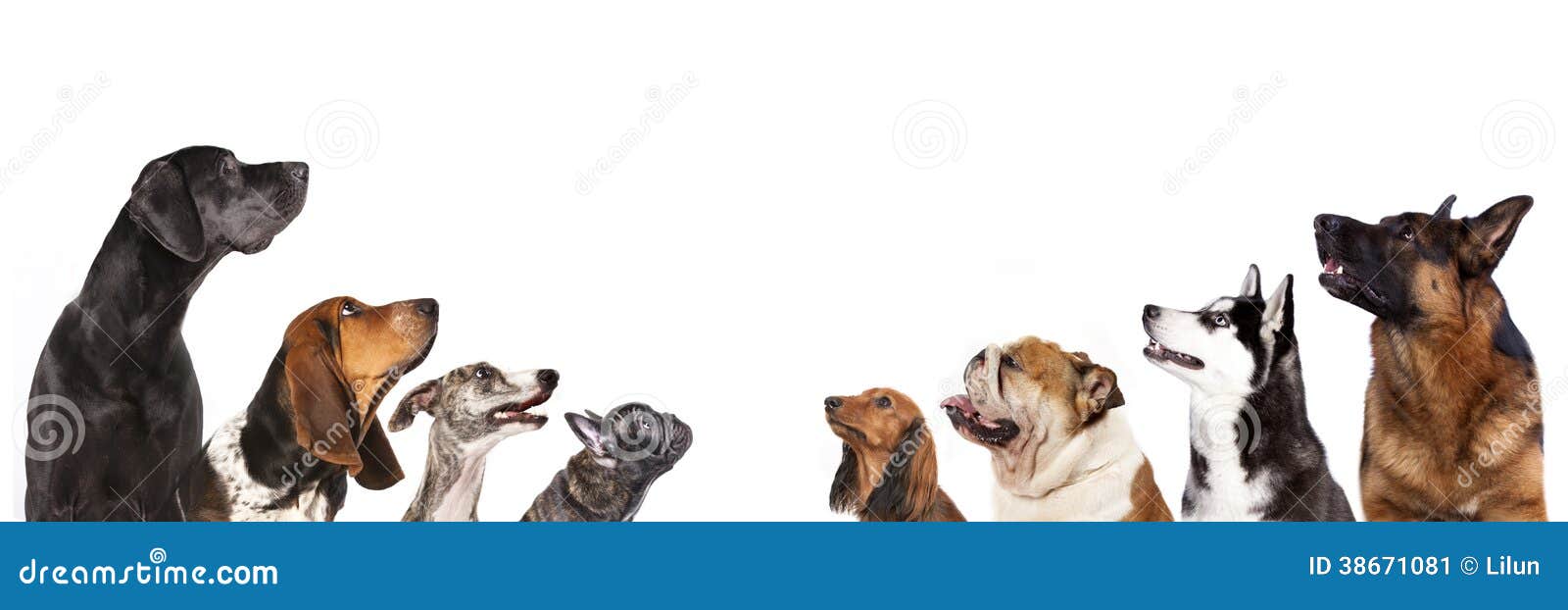 Portrait of Dogs in Profile Stock Image - Image of love, dane: 38671081