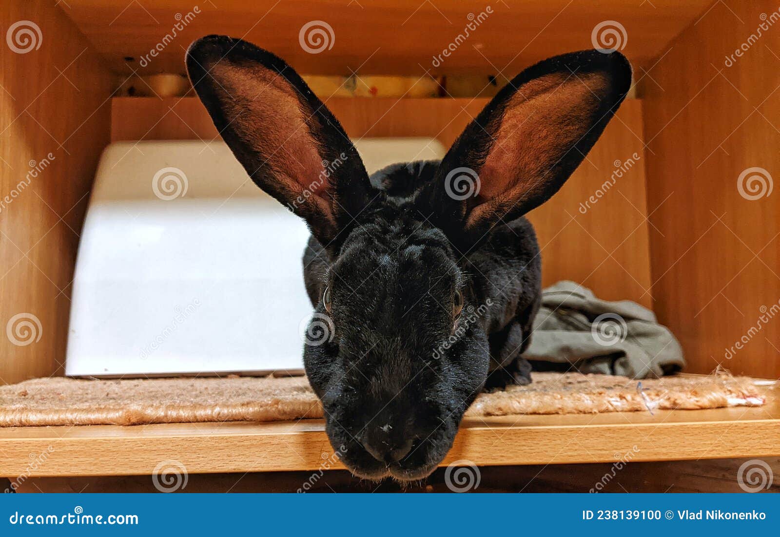 Portrait of a Domestic Black Rex Rabbit Stock Photo - Image of portrait ...