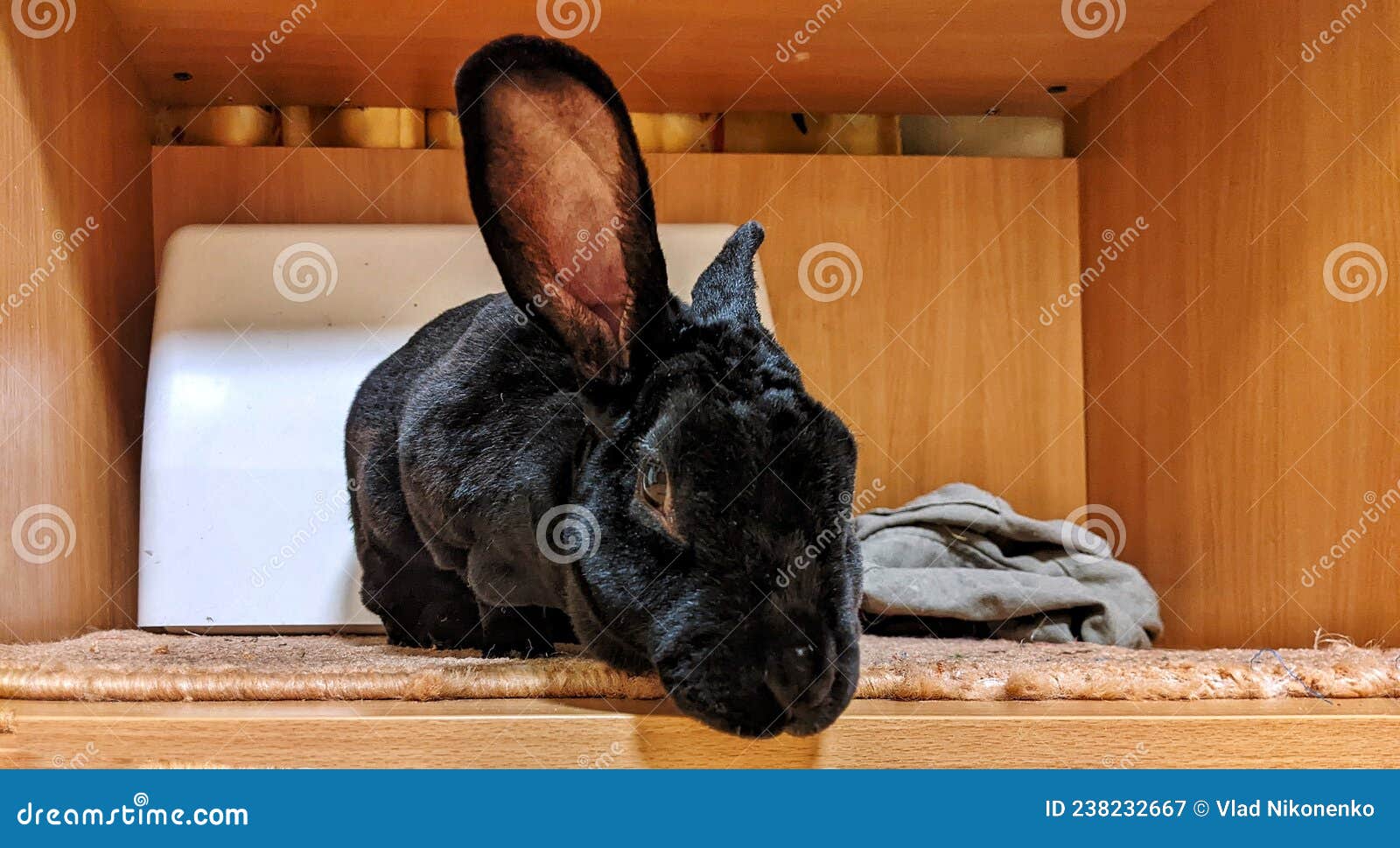 Portrait of a Domestic Black Rex Rabbit Stock Image - Image of portrait ...