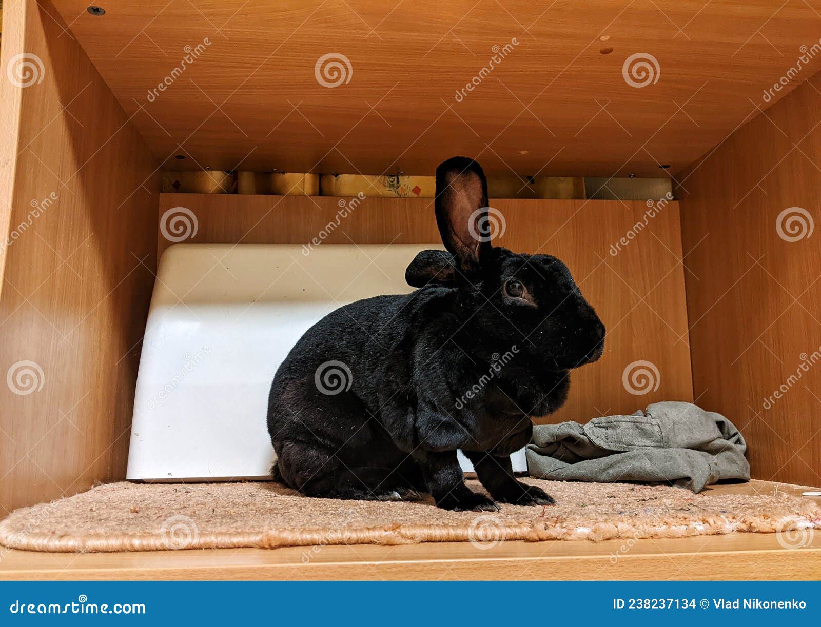 Portrait of a Domestic Black Rex Rabbit Stock Photo - Image of wildlife ...