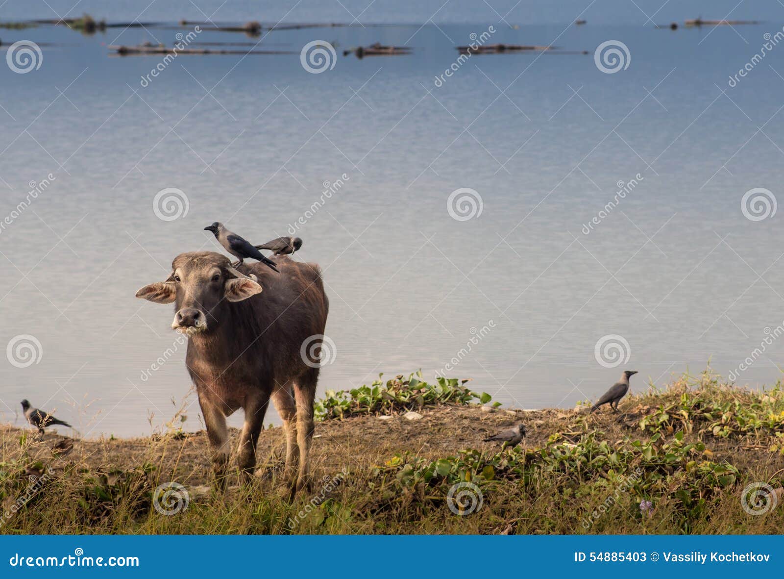 Portrait of Domestic Buffalo in Nepal Stock Image - Image of cattle ...
