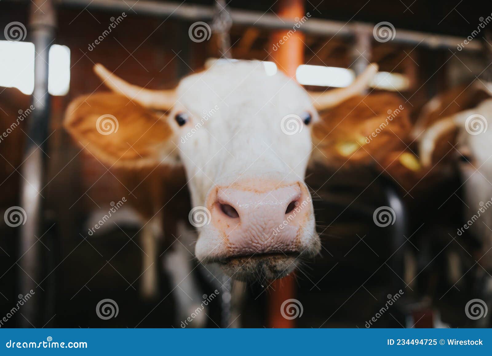 Portrait of a Domestic Bull in a Barn Stock Image - Image of young ...