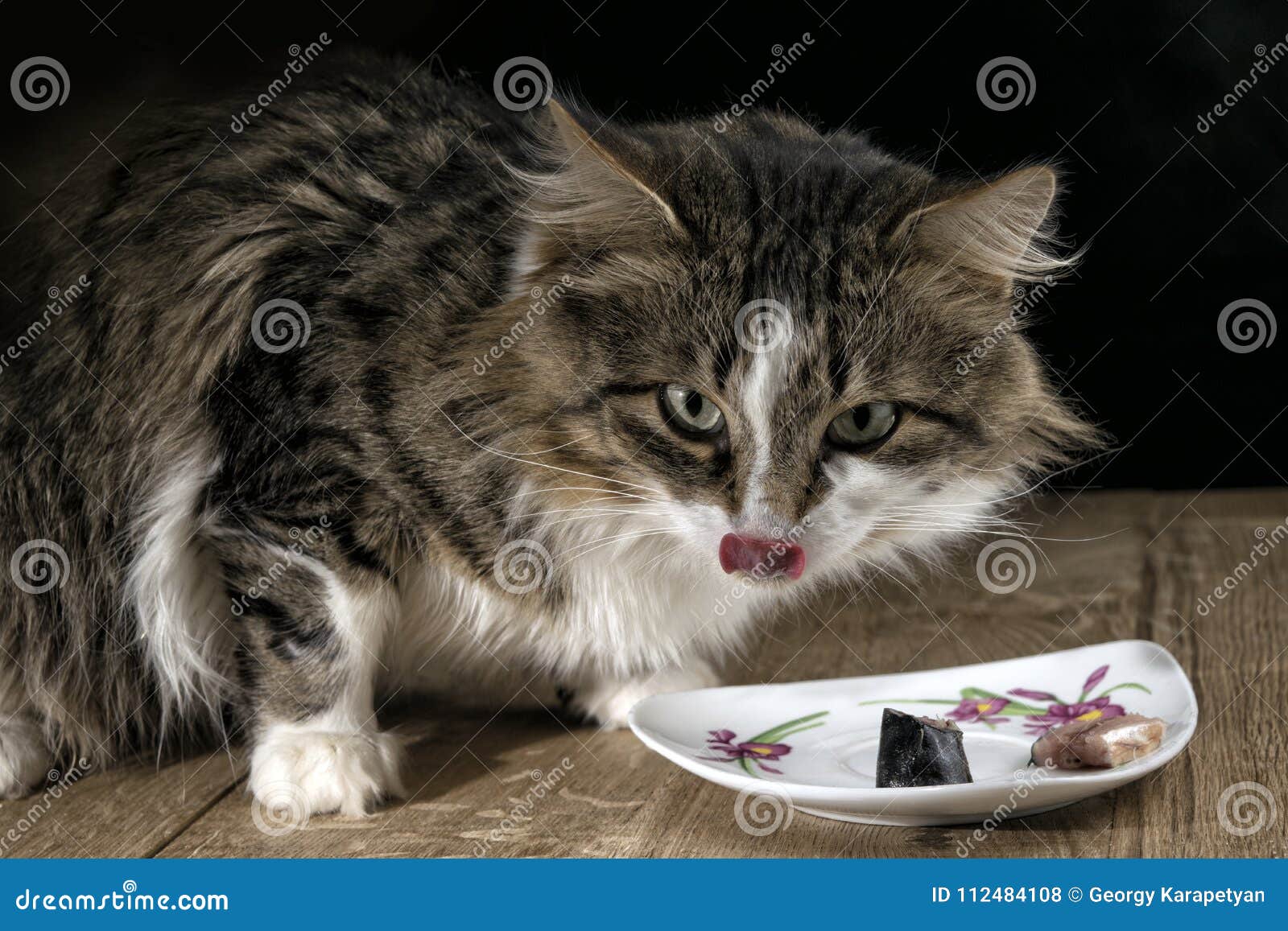A cat is eating fish stock photo. Image of head, studio - 112484108