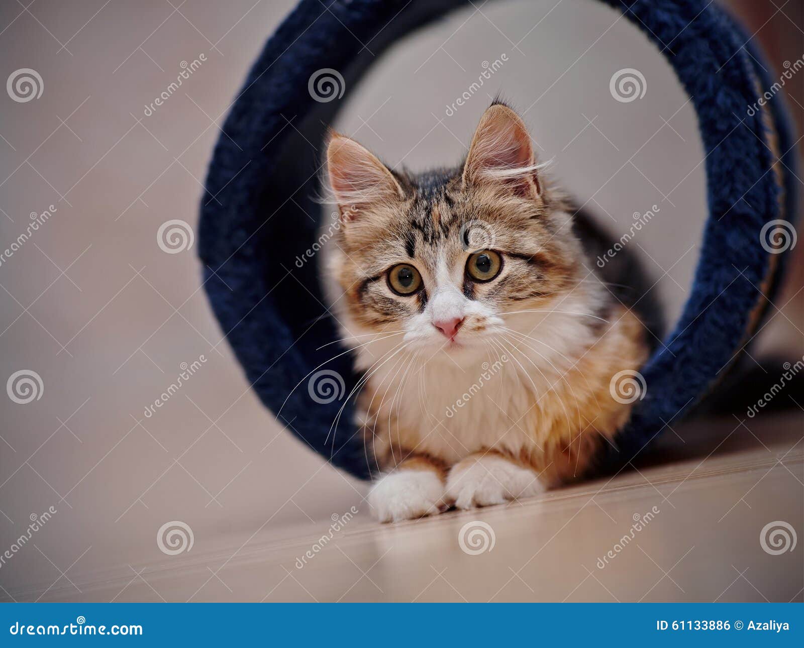 Portrait of a Domestic Cat of a Multi-colored Color Stock Photo - Image ...