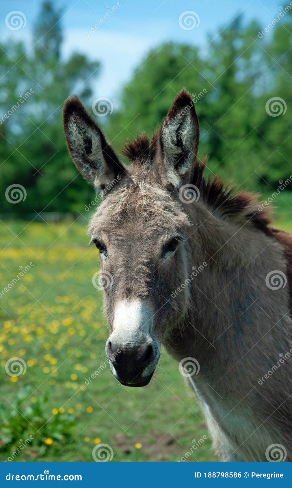 Domestic Donkey stock photo. Image of closeup, field - 188798586