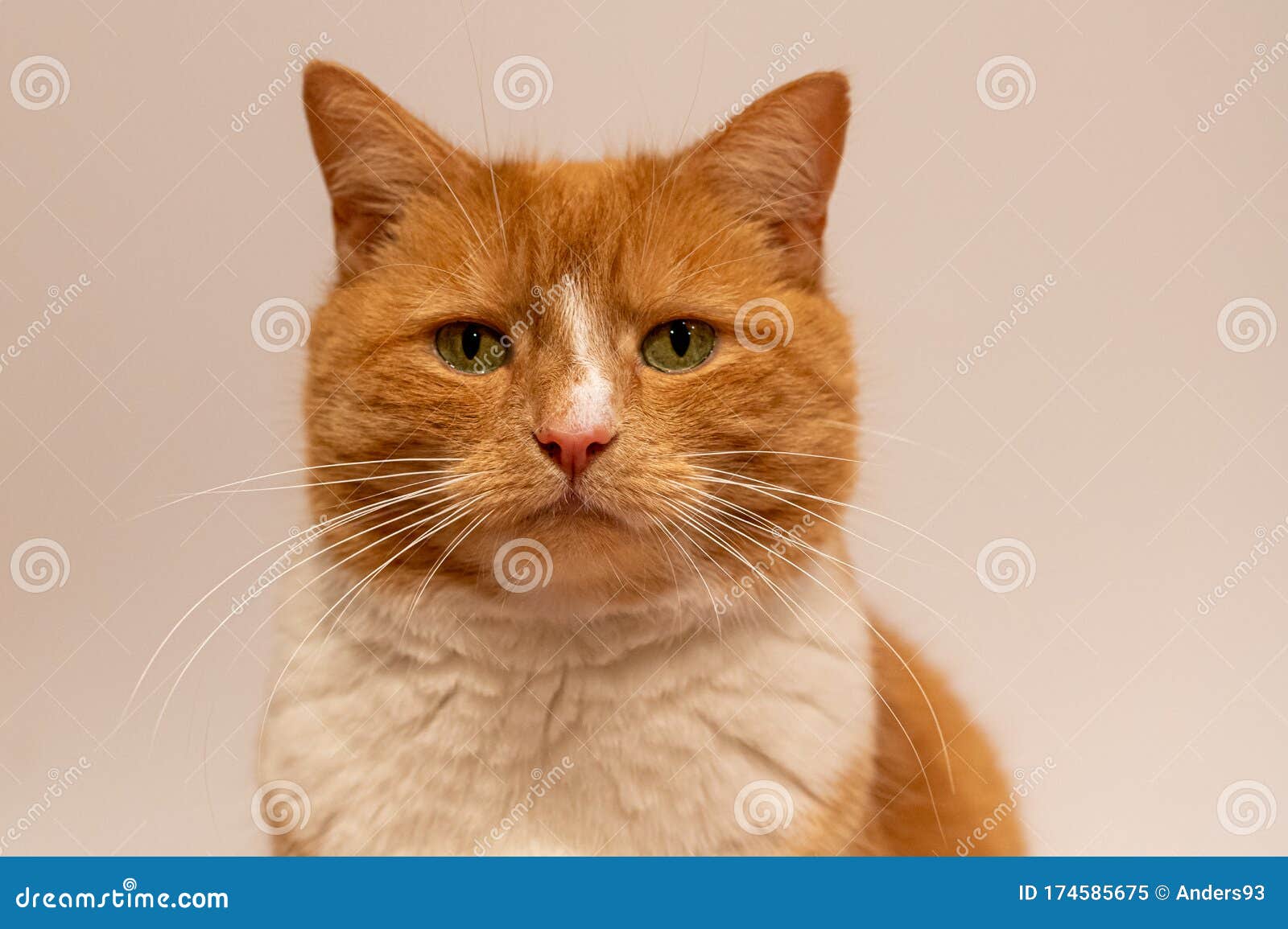 Portrait of a Domestic Ginger Cat Stock Image - Image of looking ...