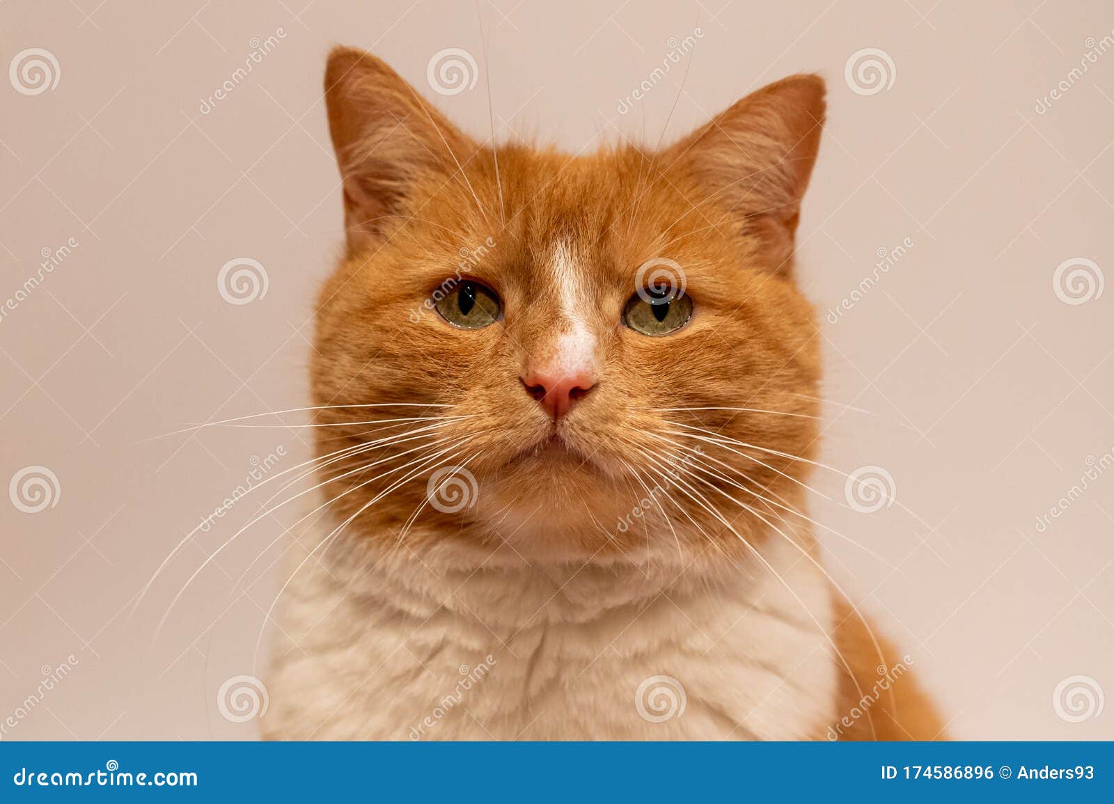 Portrait of a Domestic Ginger Cat Stock Photo - Image of curious ...