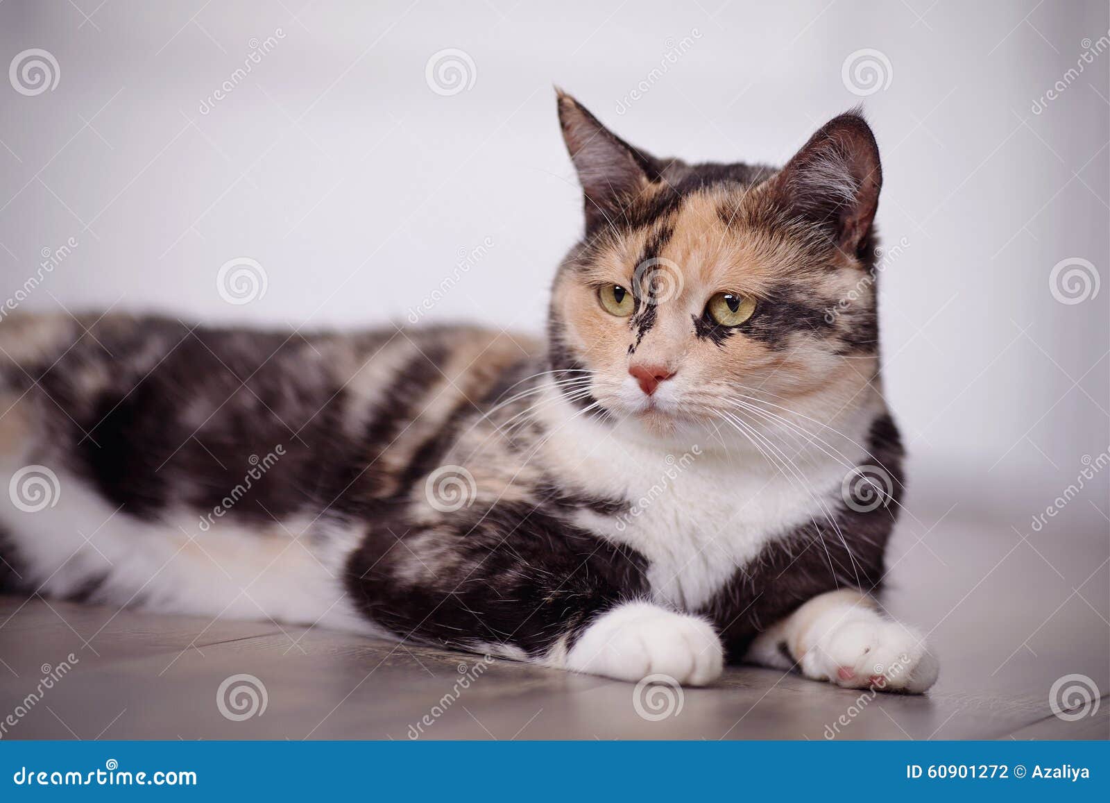 Portrait of the Domestic Multi-colored Cat Stock Photo - Image of claw ...