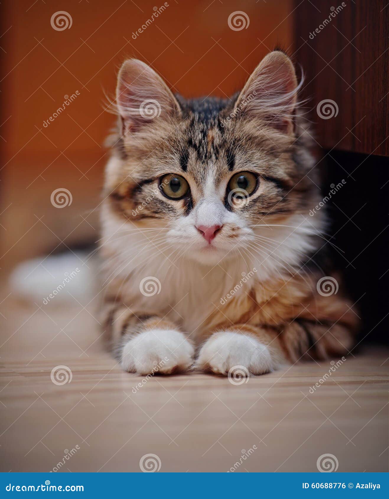 Portrait of a Domestic Multi-colored Kitten Stock Photo - Image of cute ...