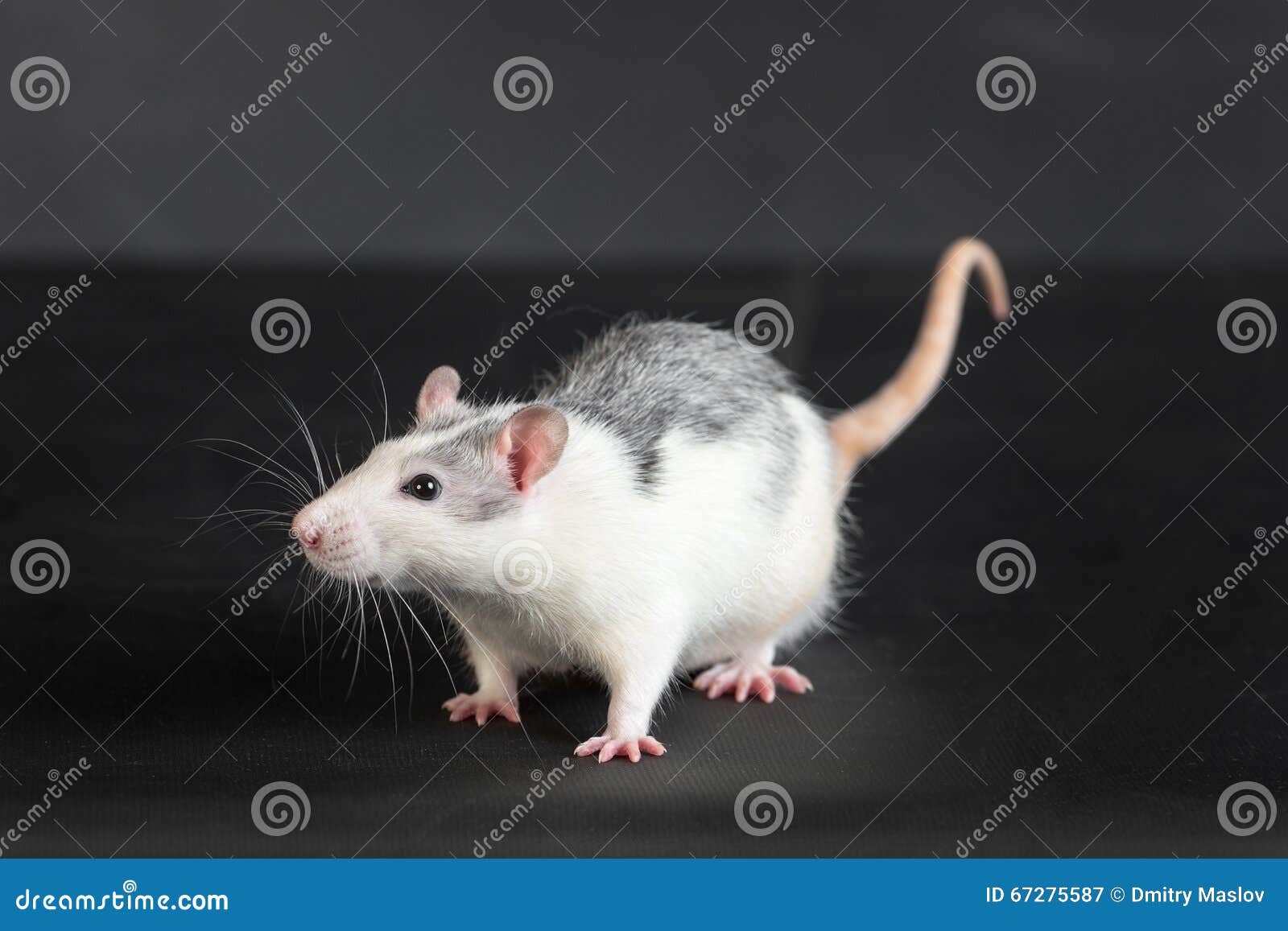 Portrait of domestic rat stock image. Image of backgrounds - 67275587