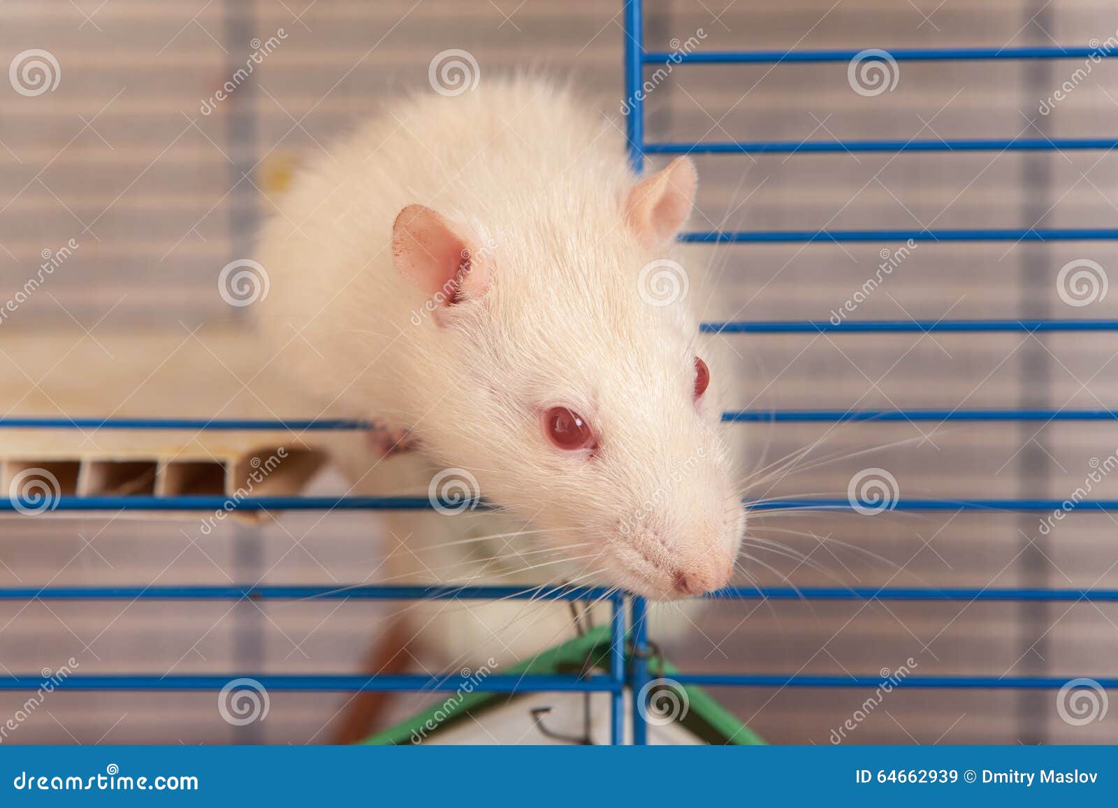 Portrait of a domestic rat stock image. Image of wire - 64662939