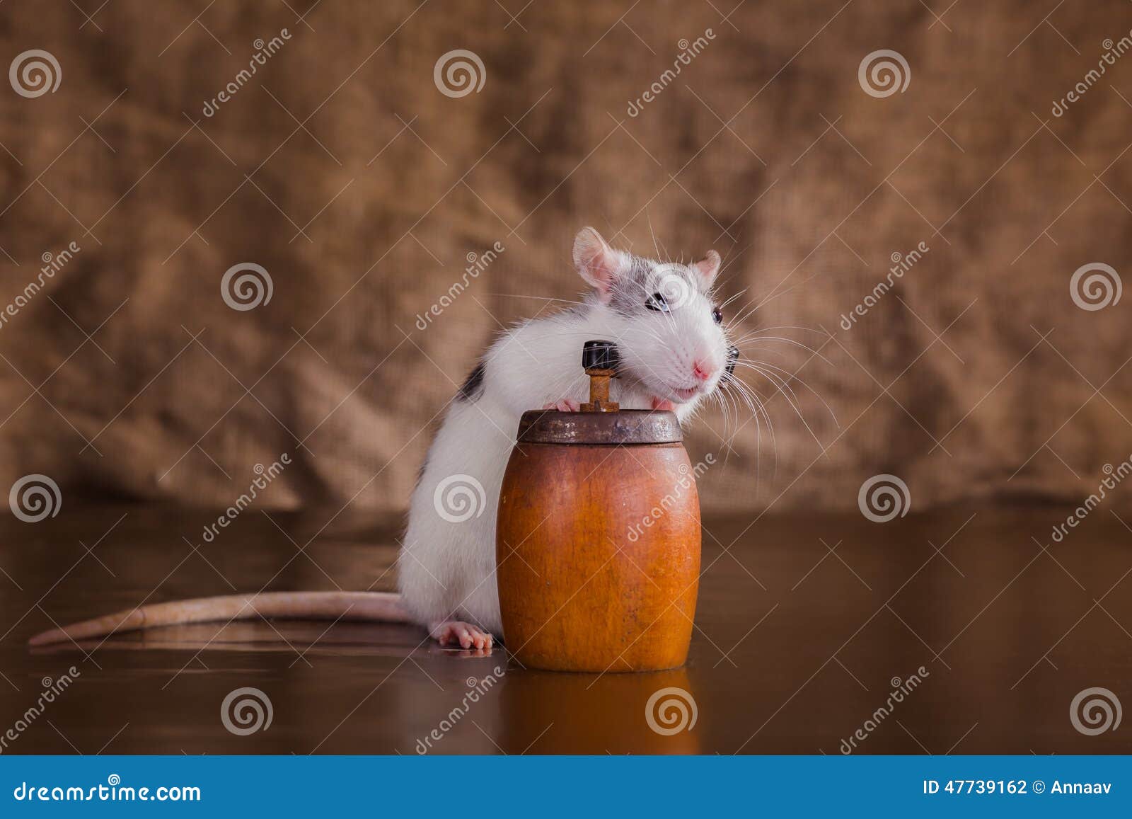 Portrait of domestic rat stock photo. Image of closeup - 47739162