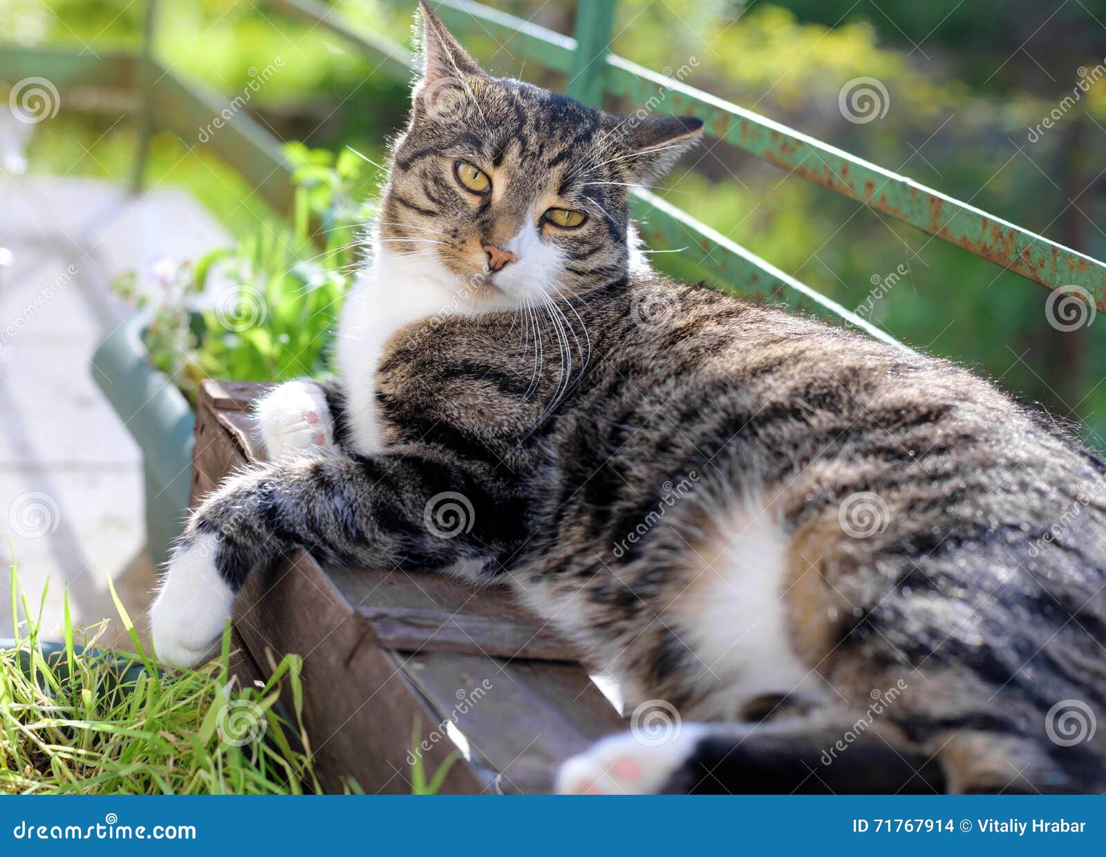 Portrait of Domestic Tabby Cat on Terrace Stock Photo - Image of house ...
