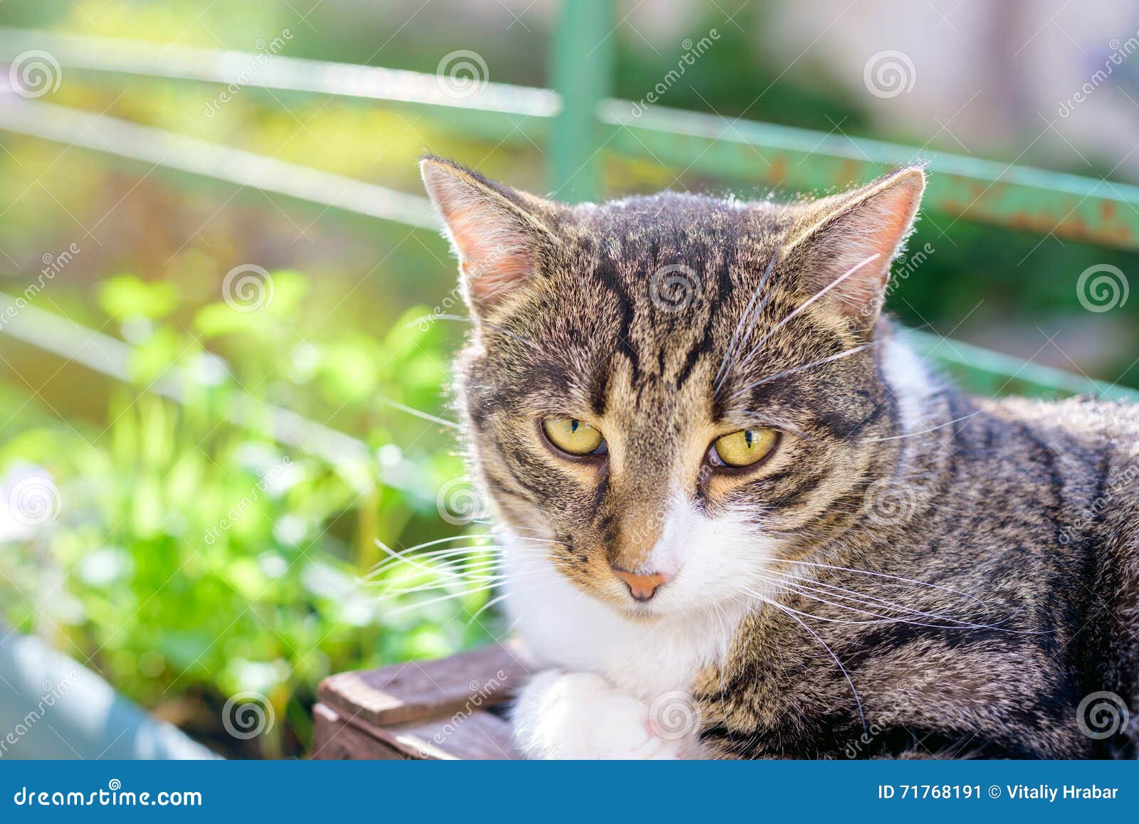 Portrait of Domestic Tabby Cat on Terrace Stock Image - Image of ...