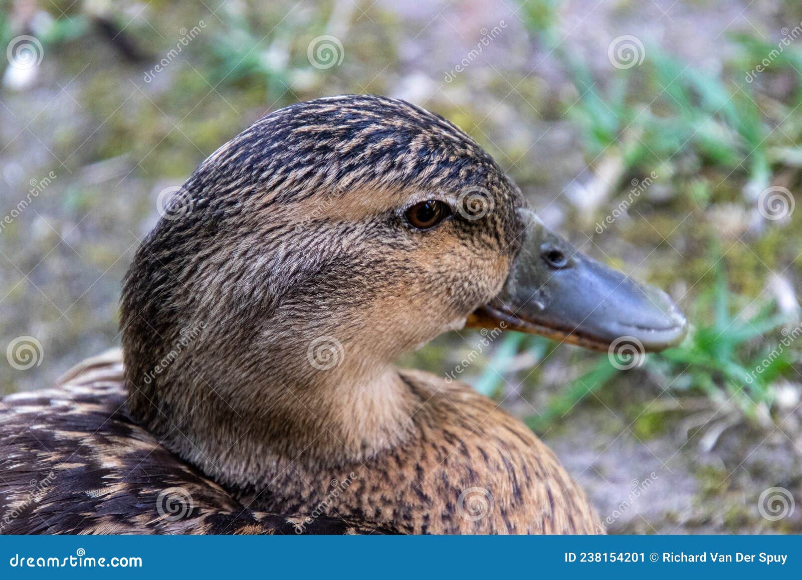 Portrait of a Domesticated Duck Stock Image - Image of jacket, scenario ...