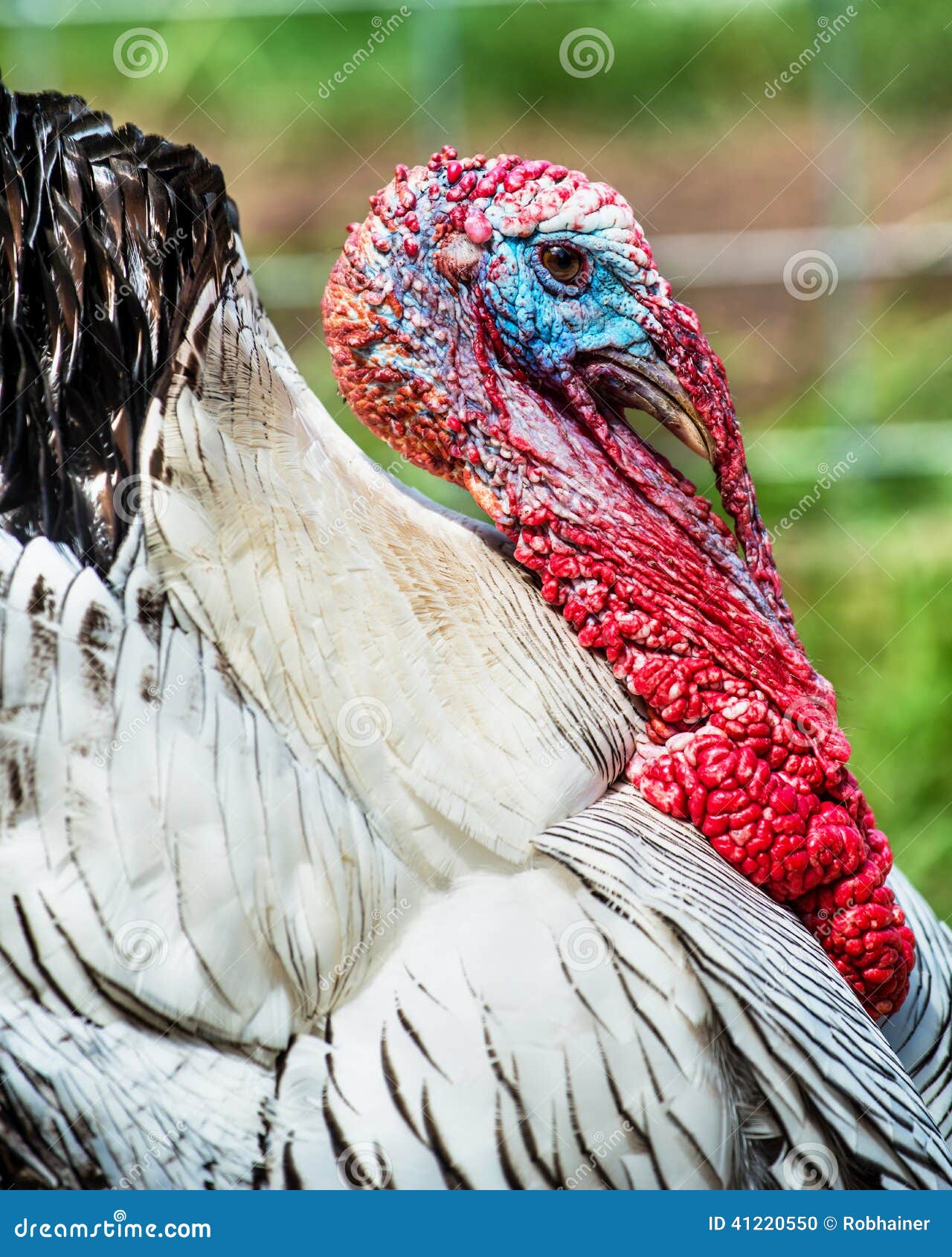 Portrait of Domesticated Tom Turkey Stock Photo - Image of health ...