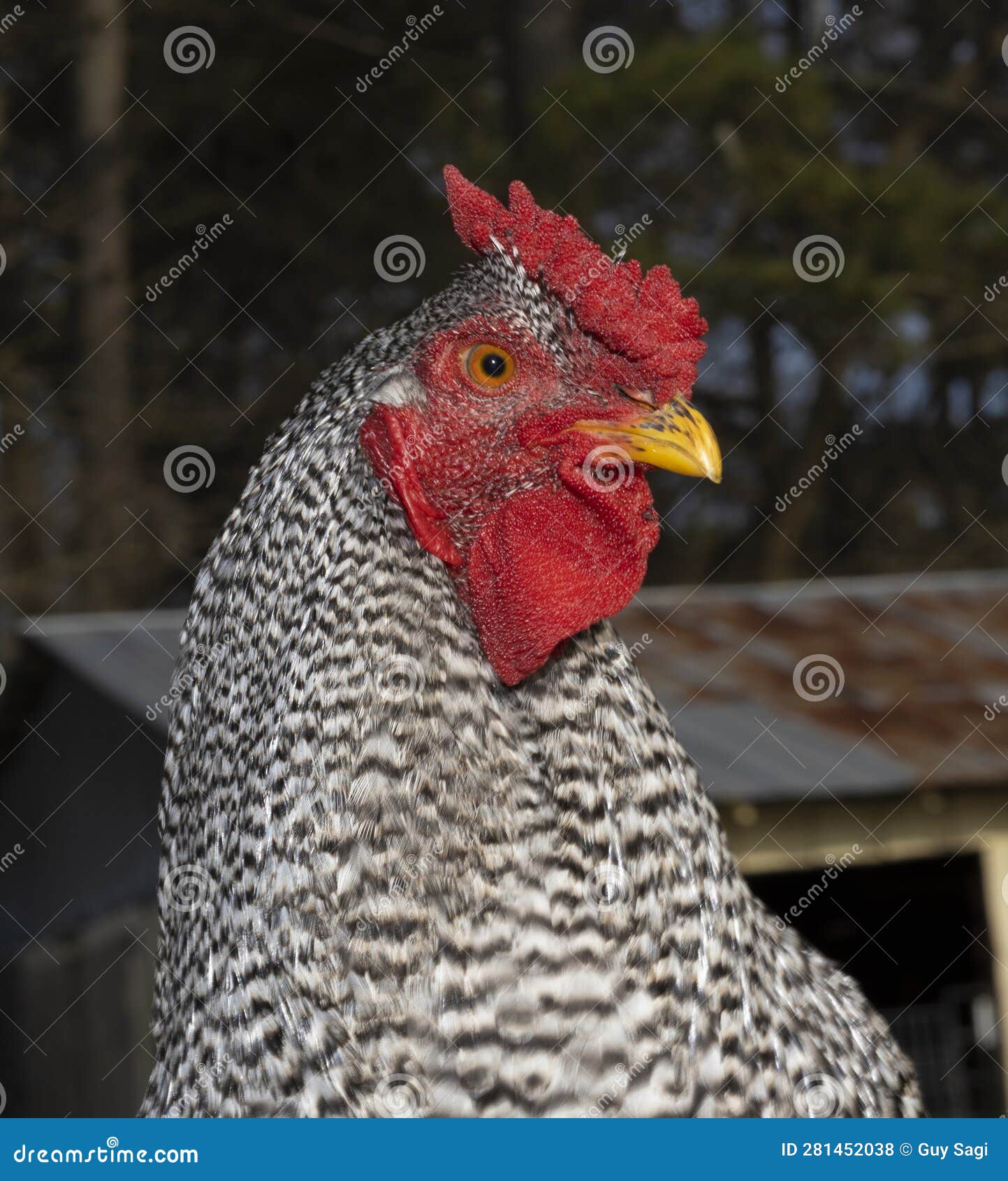 Portrait of a Dominique Chicken Rooster Stock Photo - Image of gray ...