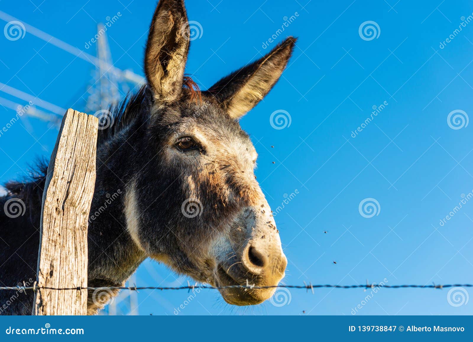 Portrait a Donkey on a Clear Blue Sky Stock Image - Image of funny ...