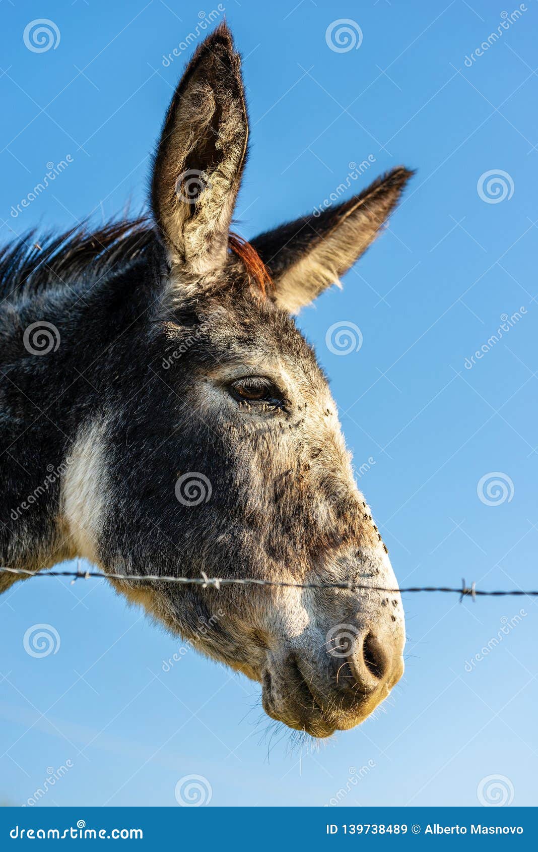 Portrait a Donkey on a Clear Sky Stock Image - Image of mule, head ...