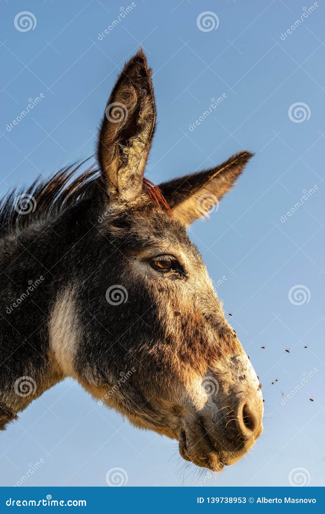 Portrait a Donkey on a Clear Sky Stock Image - Image of background ...