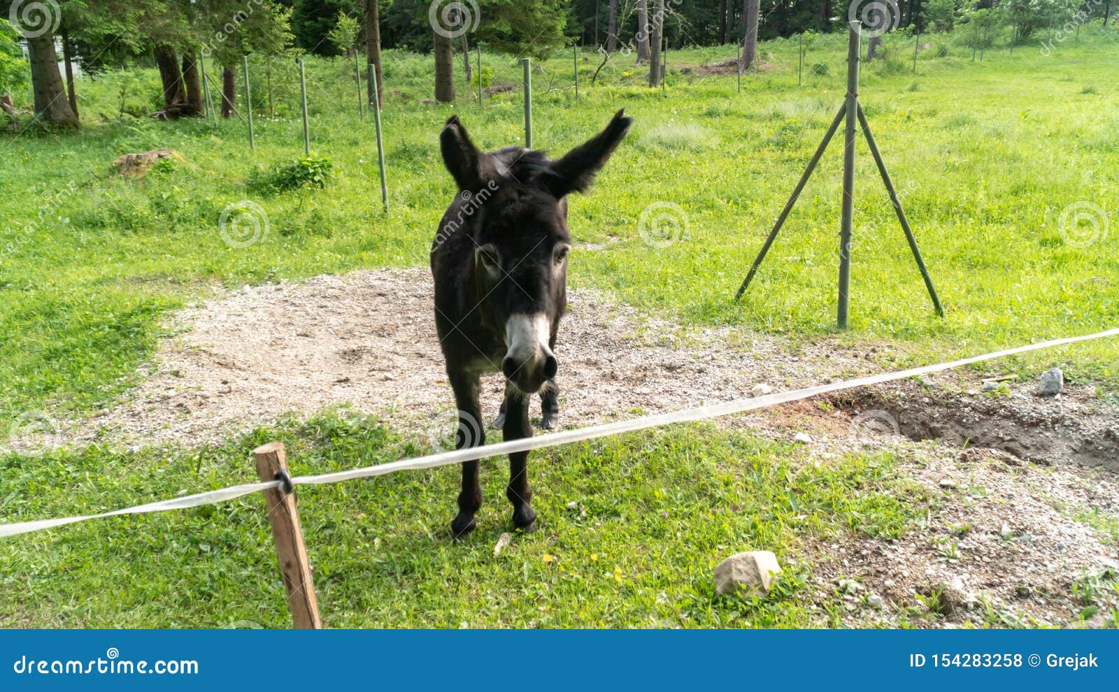 Portrait Photo of a Donkey Looking in the Camera on Farm. Stock Photo ...