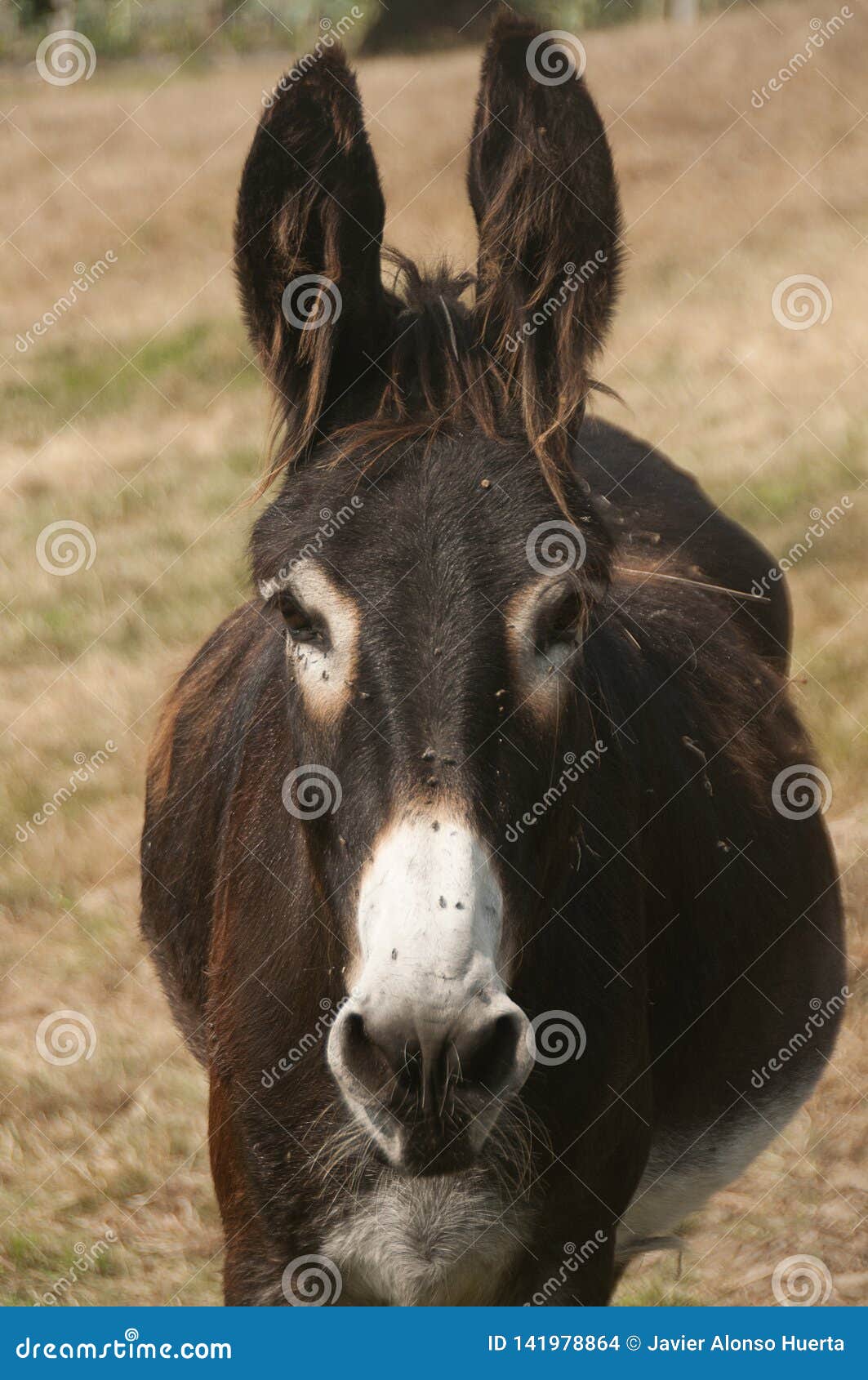 Portrait of Donkey with Flies Stock Photo - Image of head, forward ...