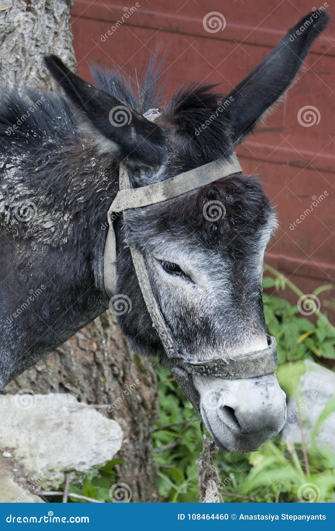 A Portrait of a Donkey, His Head Lowered with Sad Eyes Stock Photo ...