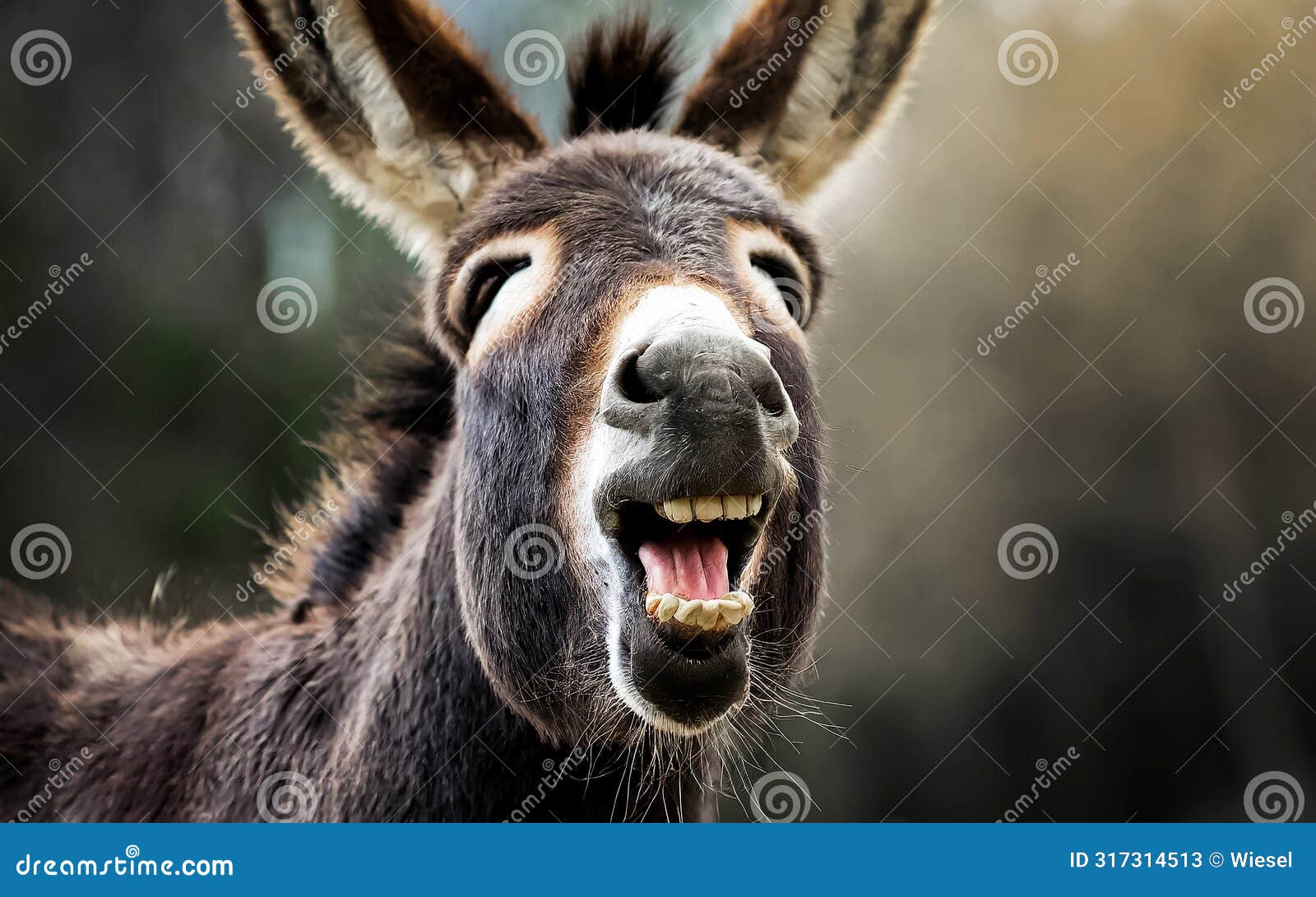 A Happy Donkey in the Nature Stock Illustration - Illustration of nose ...