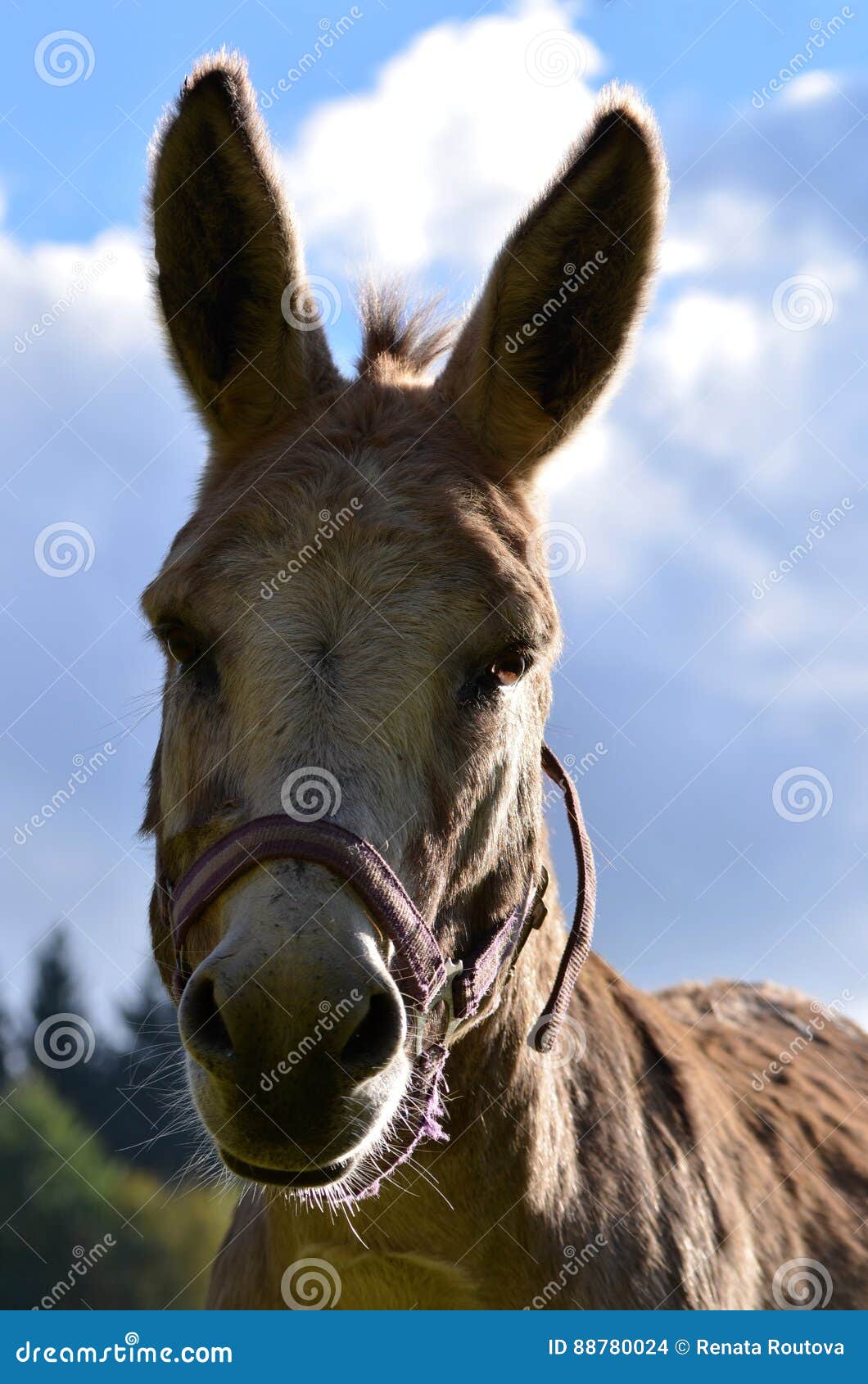 Portrait of a donkey stock photo. Image of donkey, face - 88780024