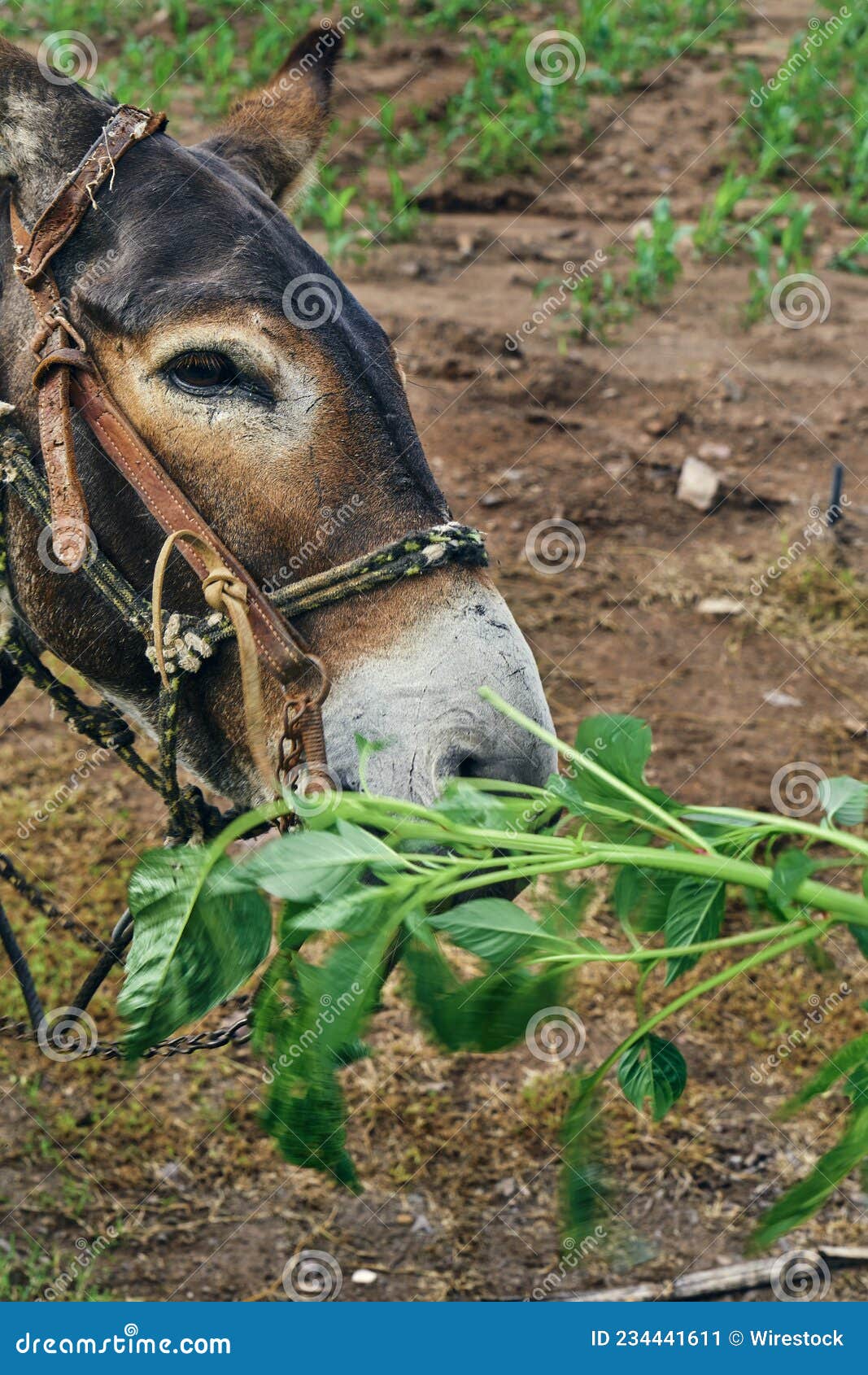 Portrait of a Donkey Posing Inside a Corral on a Rural Stock Image ...