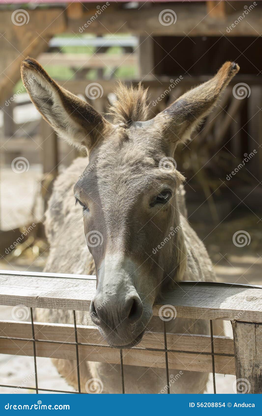 Portrait of donkey stock photo. Image of belgian, fence - 56208854