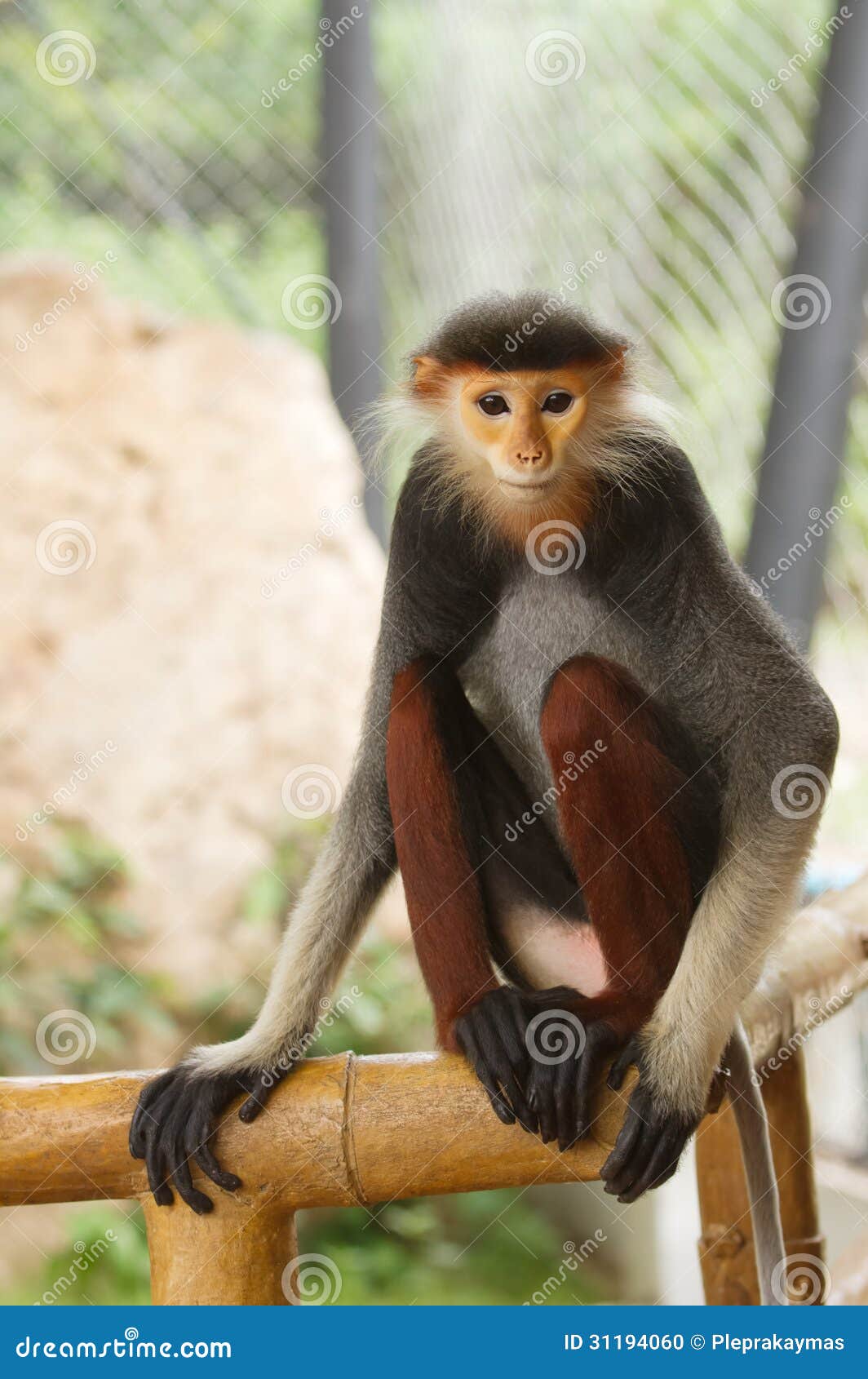 Portrait of Douc Langur Monkey Pygathrix Nemaeus Stock Photo - Image of ...