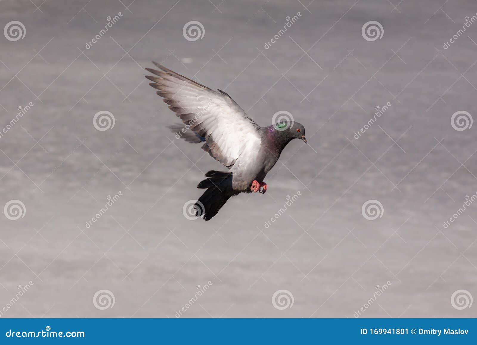 Portrait of a Dove in Flight Stock Image - Image of outdoors, nature ...